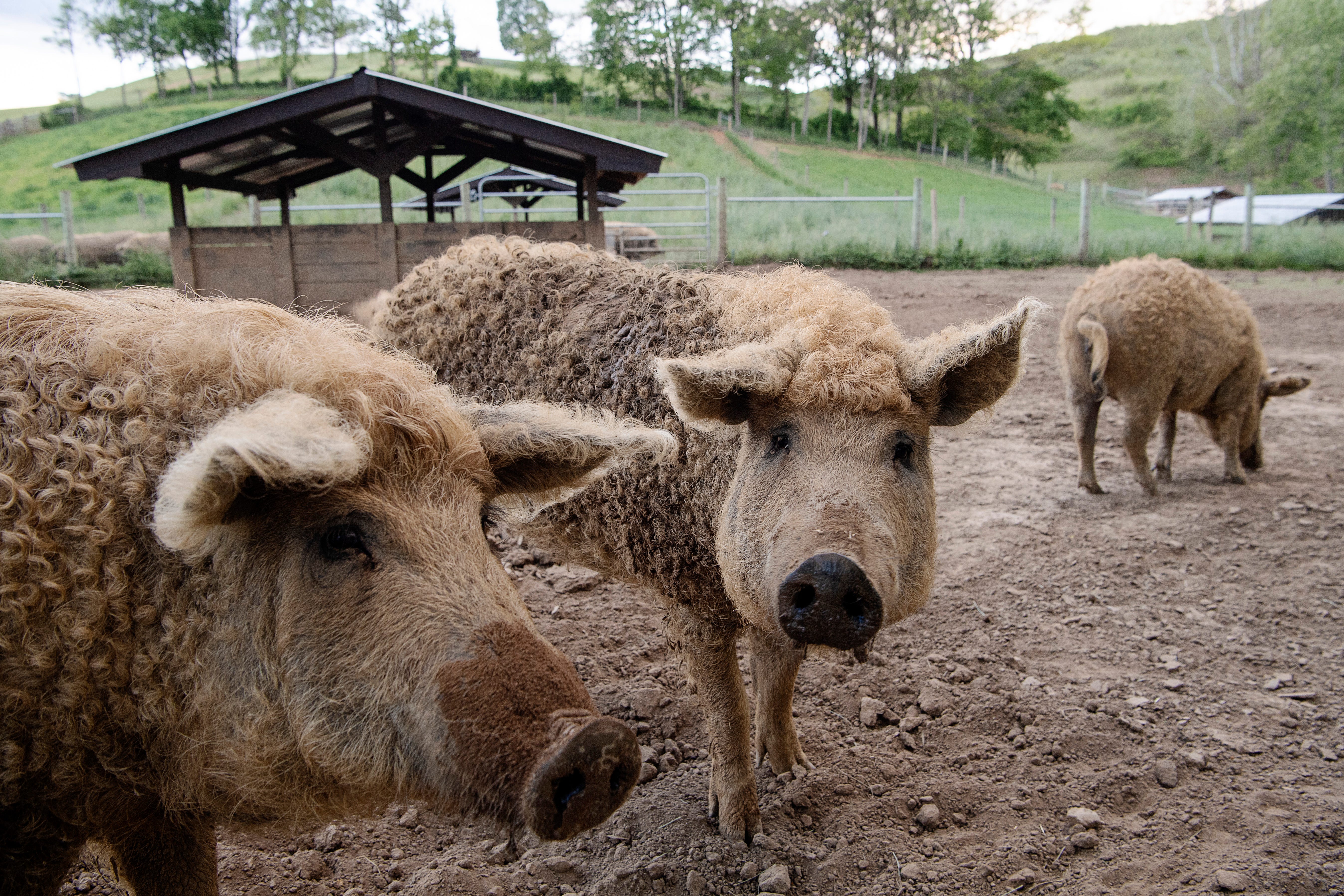 How camping in Asheville saved these Mangalitsa pigs