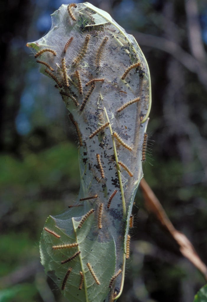 Here's how to handle those late-summer webworms on your trees