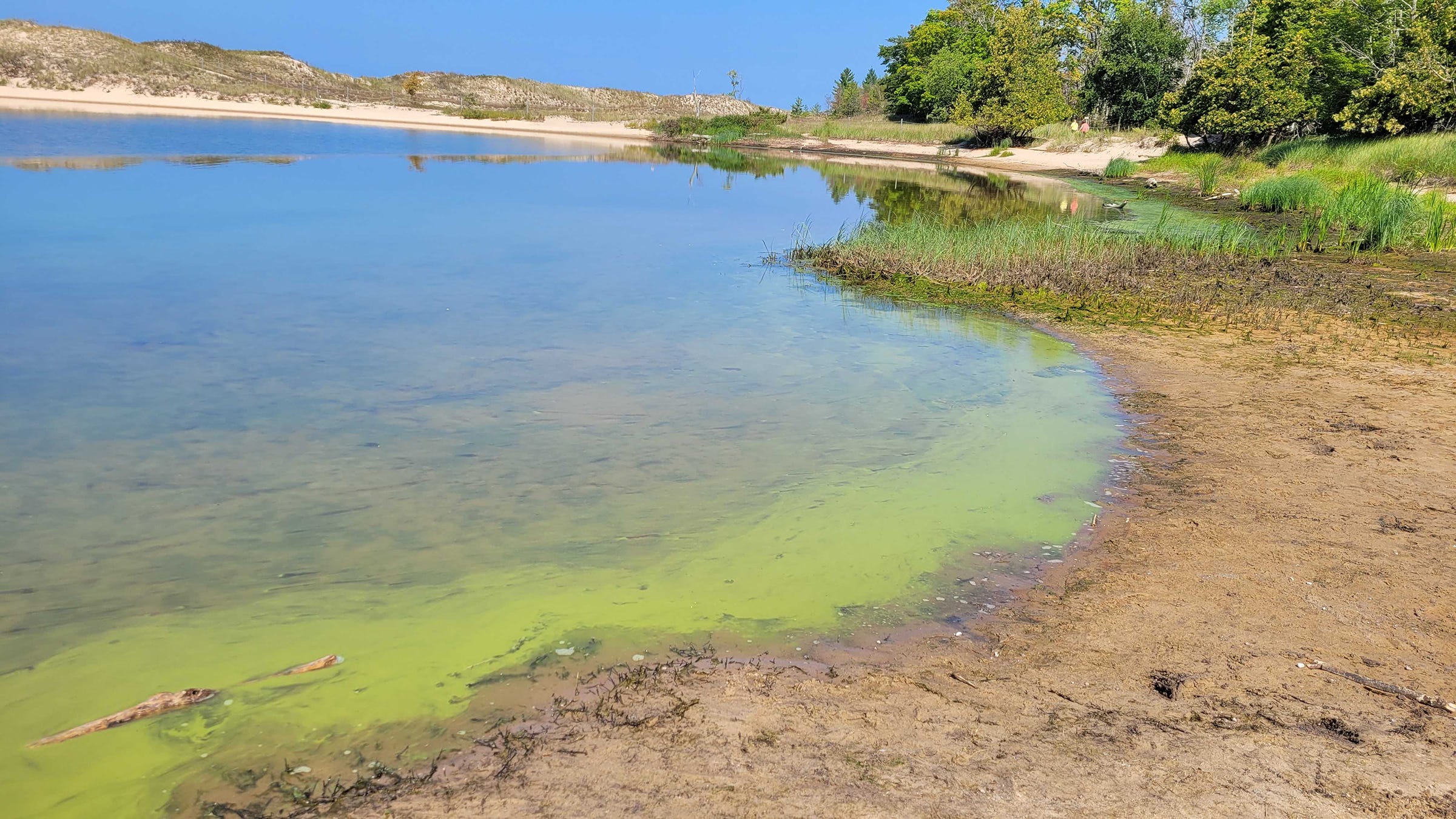 Sleeping Bear Dunes community scientists watch invasive species, algae