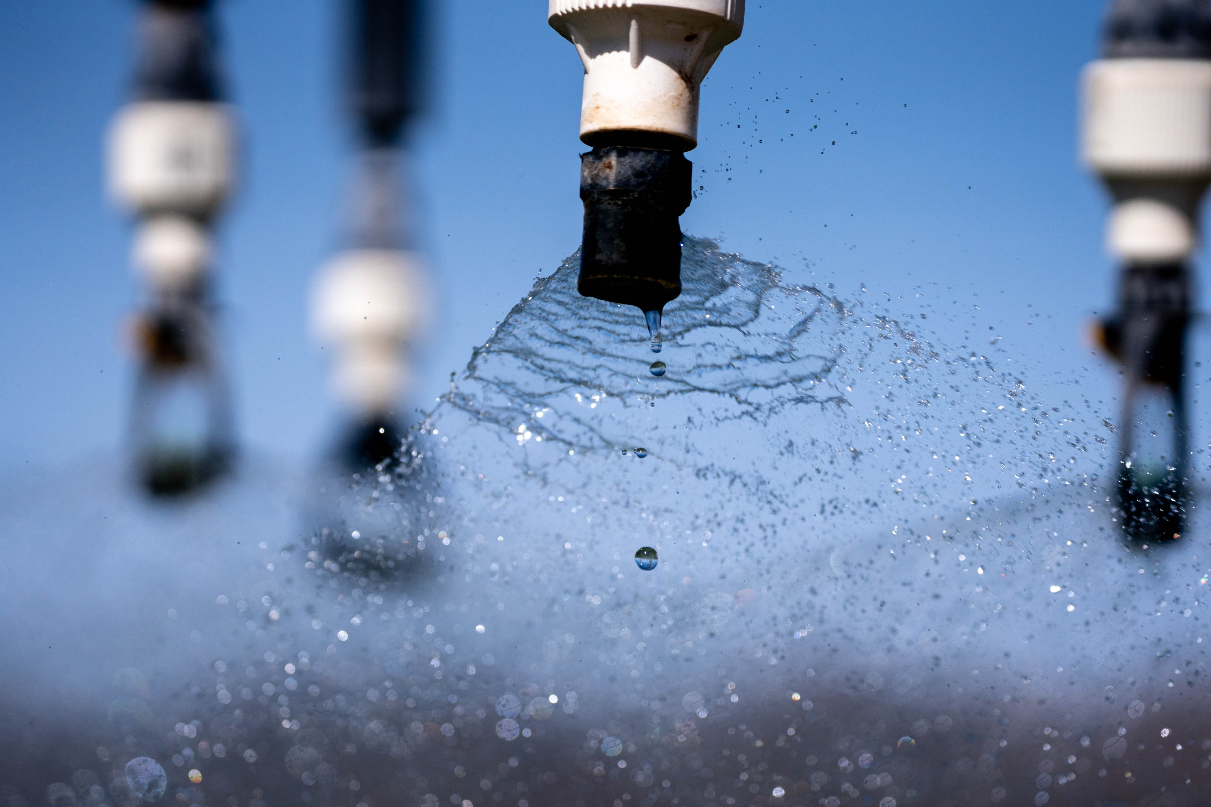 Saudi cows are eating Arizona's water. Can Kris Mayes stop them?