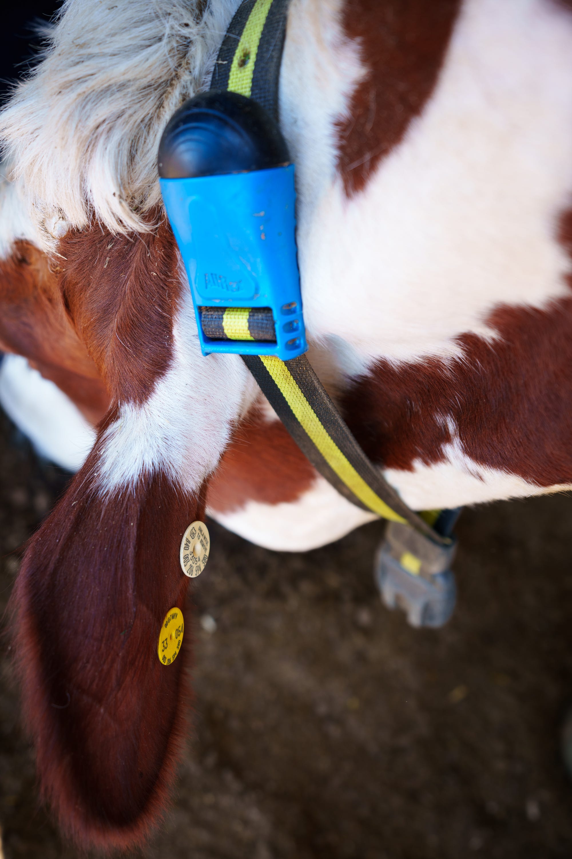 Technology on Arizona dairy farms could change the way growers work