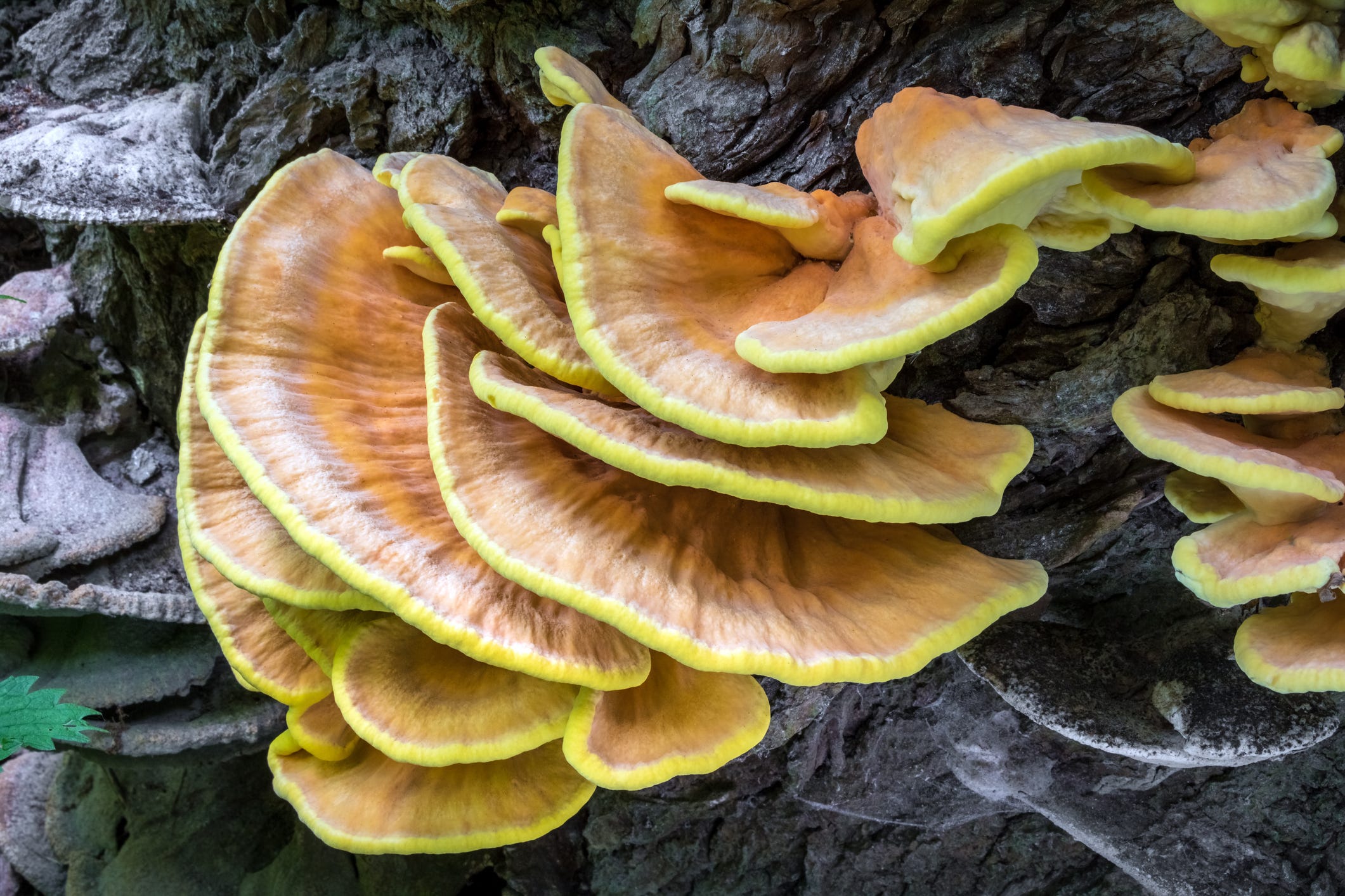 Michigan wild mushrooms: Edible options besides morel as season ends