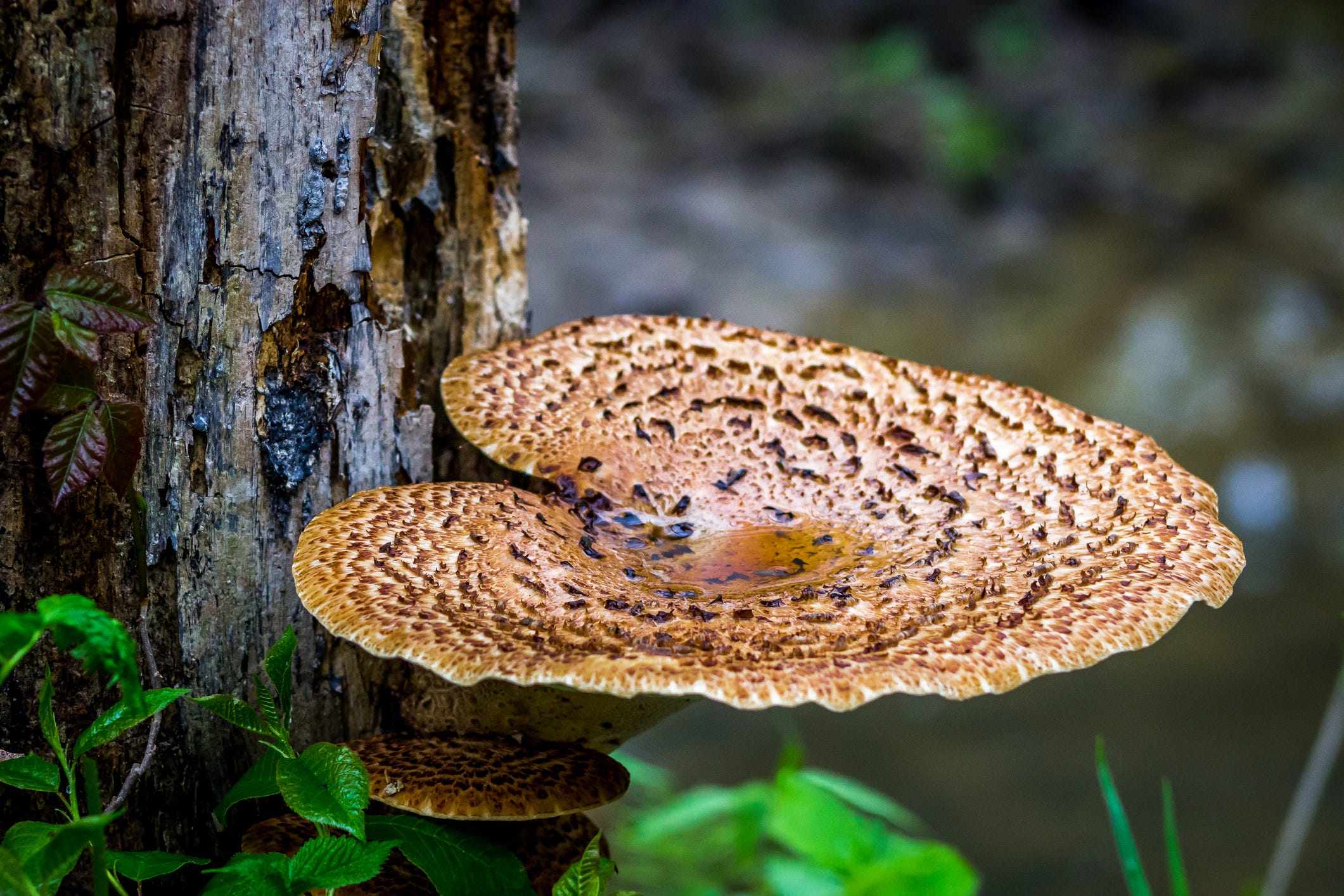 Michigan wild mushrooms: Edible options besides morel as season ends