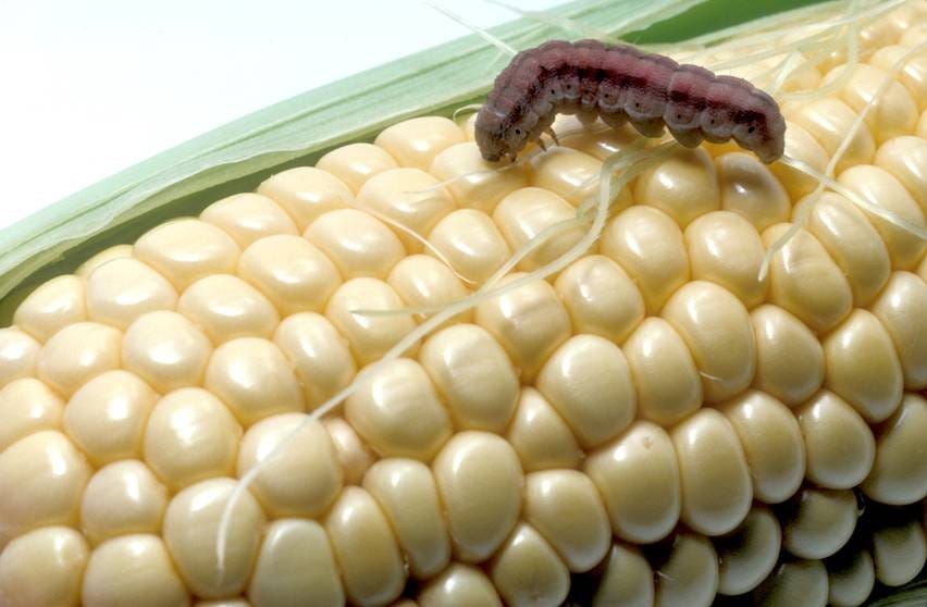 10 common harmful garden insects and tips to control them