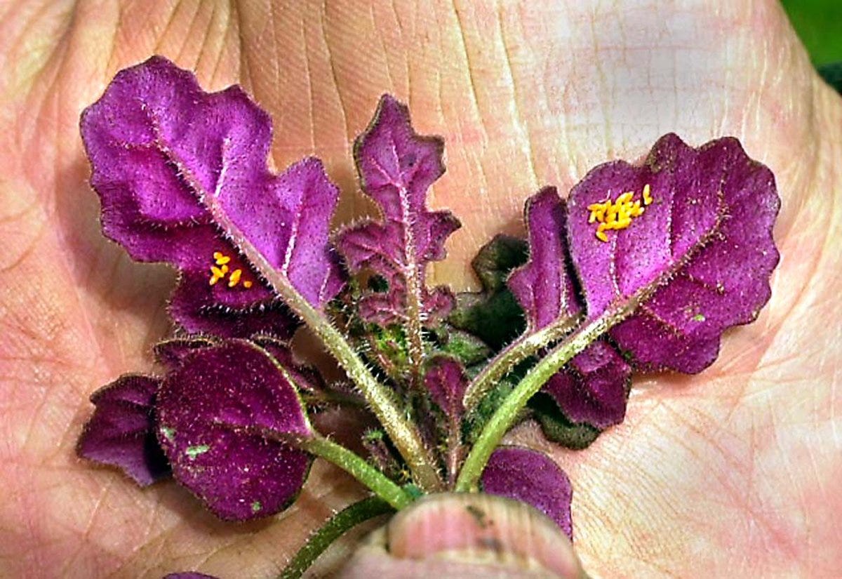 10 common harmful garden insects and tips to control them