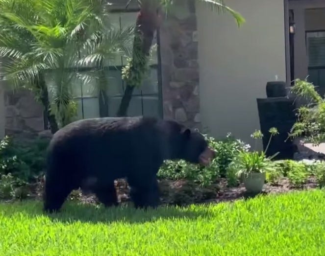 Large Florida black bear roams through gated community in Naples