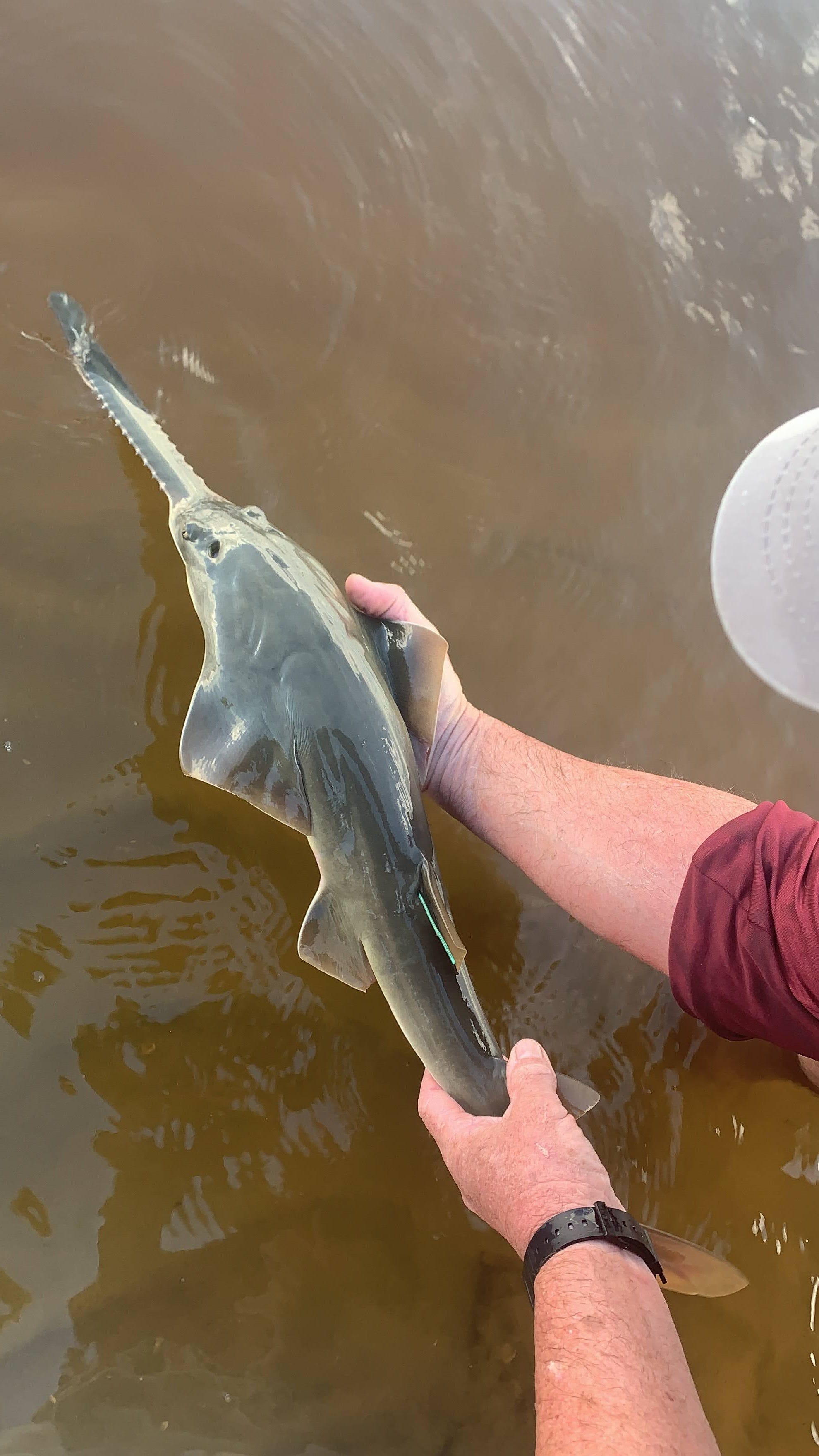 Over a dozen endangered sawfish reported in St. Lucie River this year