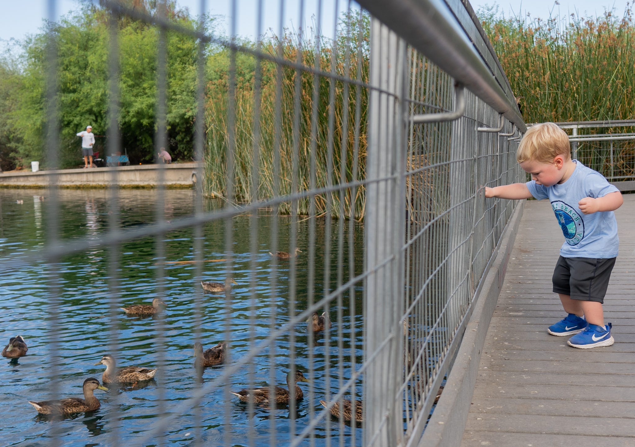 Things to do in Gilbert, AZ: Riparian Preserve at Water Ranch