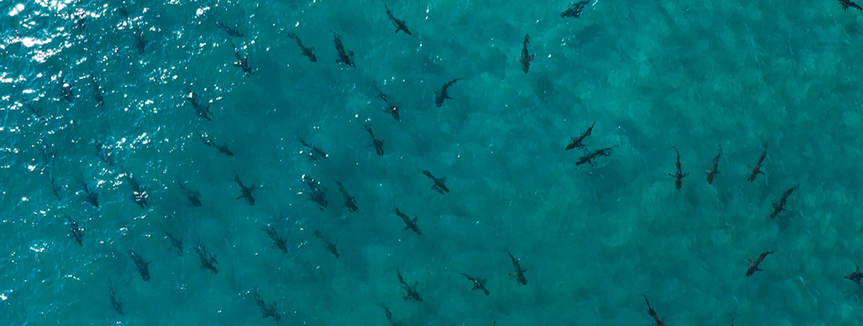 Sharks swimming closer to shore, which threatens humans — and sharks