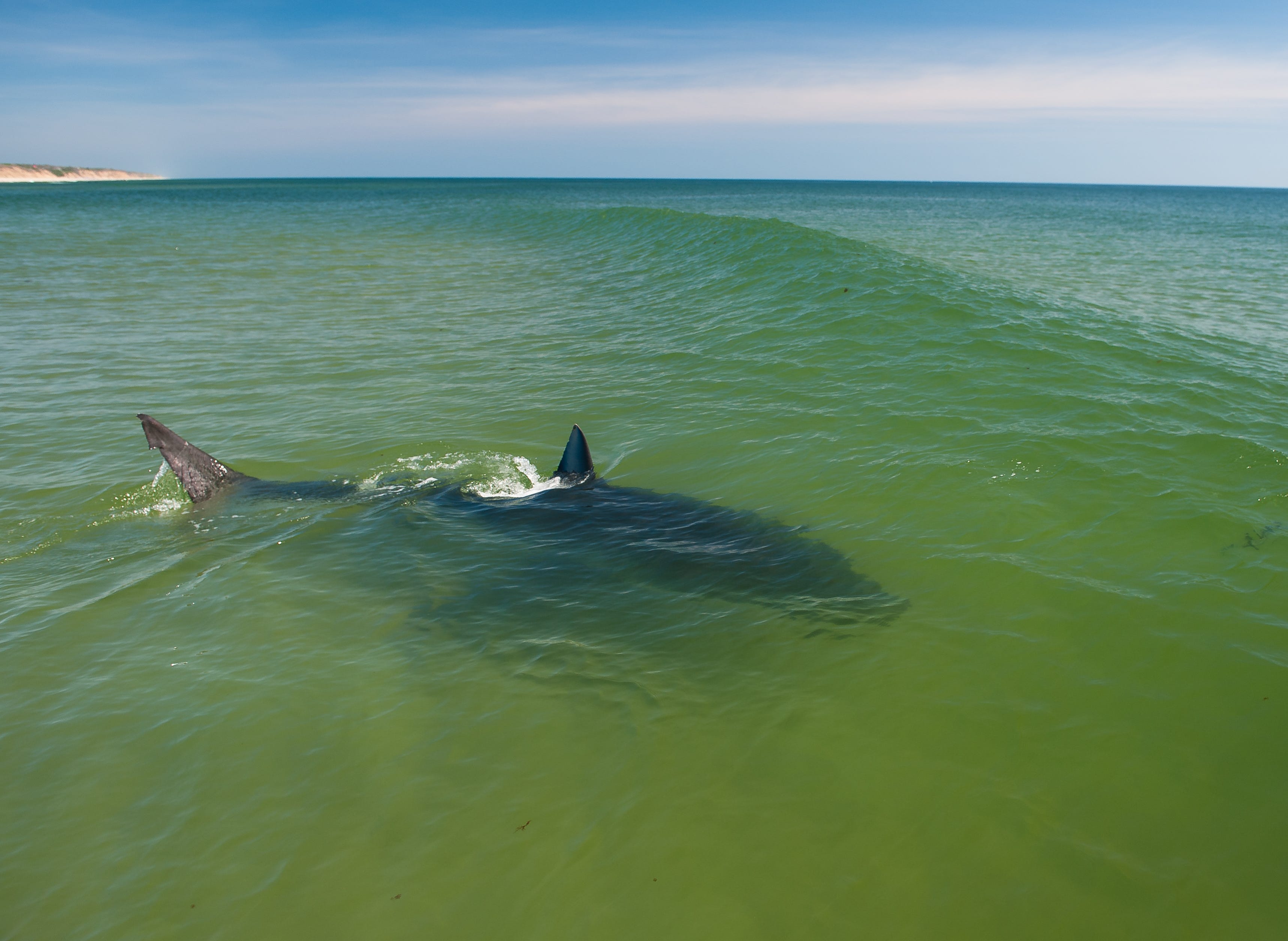 Sharks and Cape Cod swimmers: How to reduce the risk of an attack