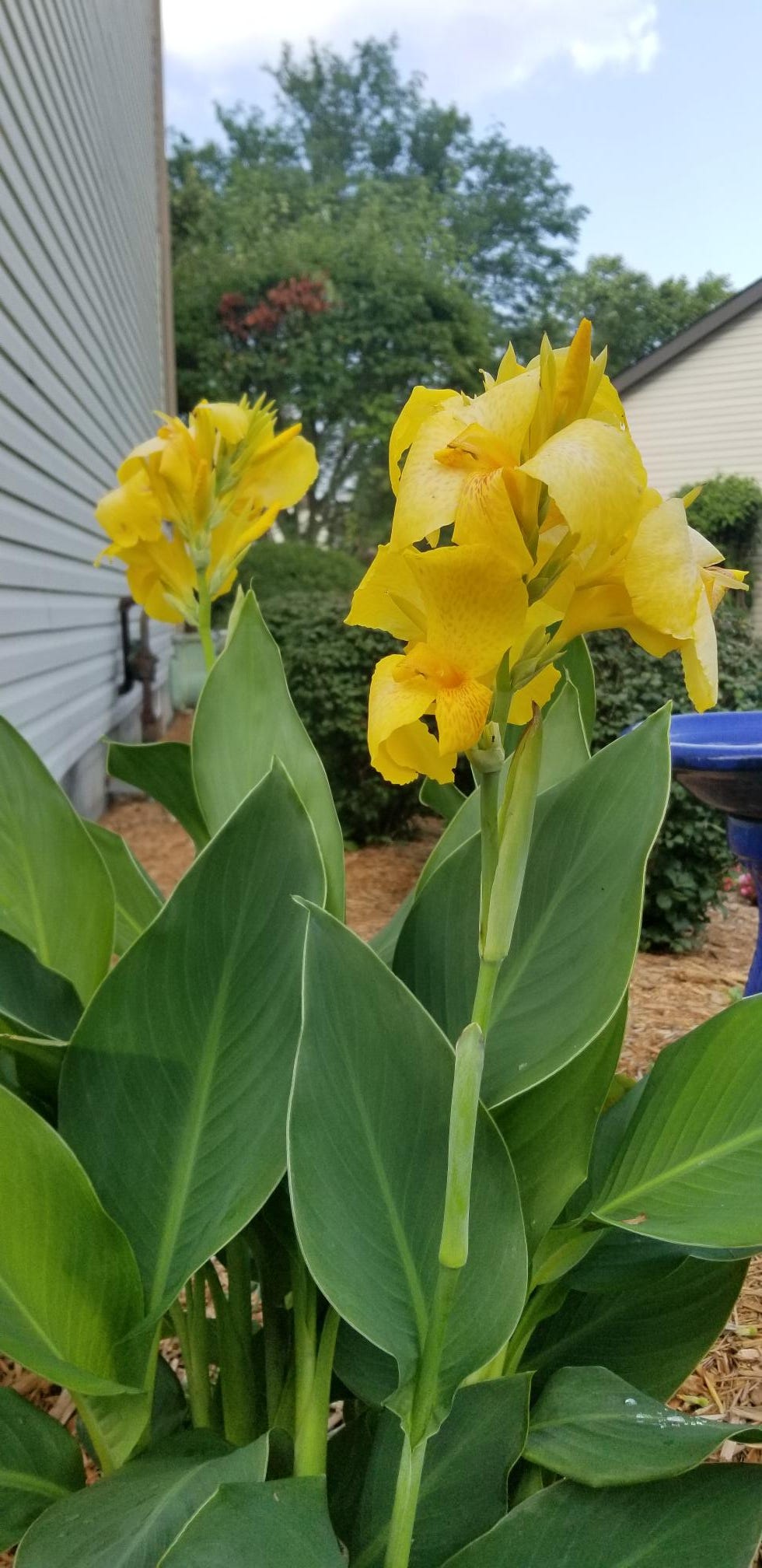 Tips on planting and caring for cannas in summer and overwintering