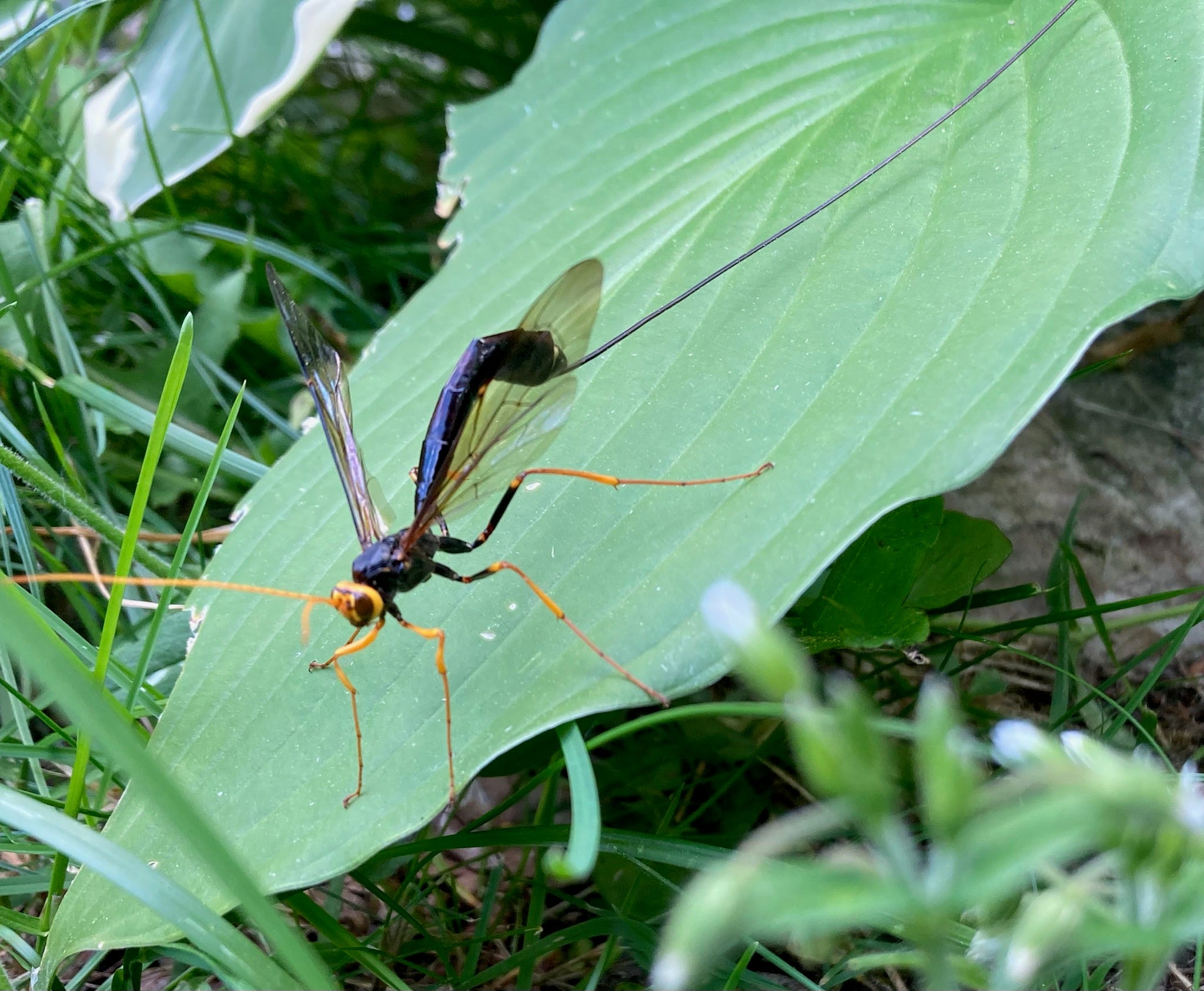 Many MA insects bite or sting in the summer, many others do not