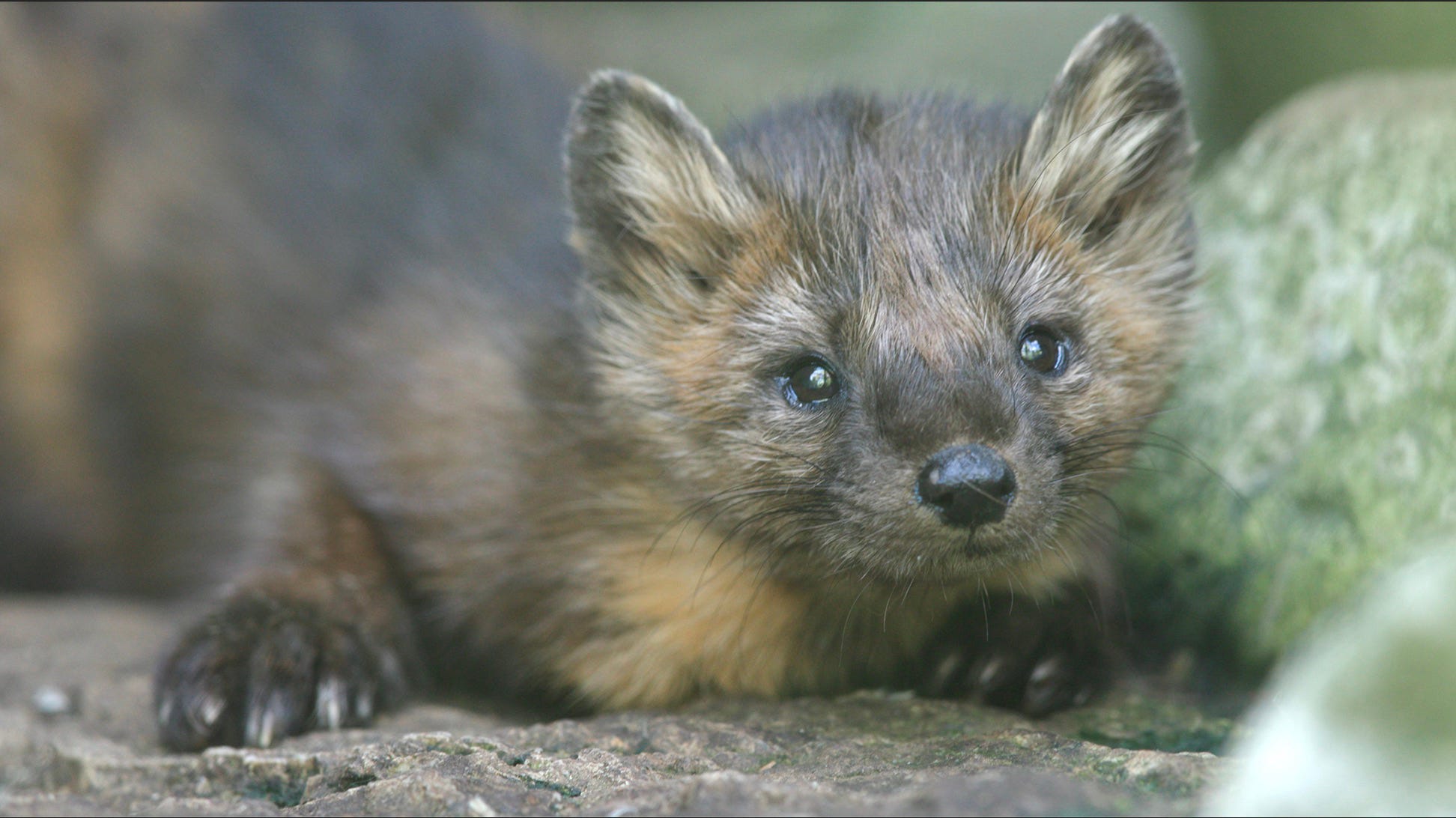 PA's American marten, bobwhite quail projects move forward