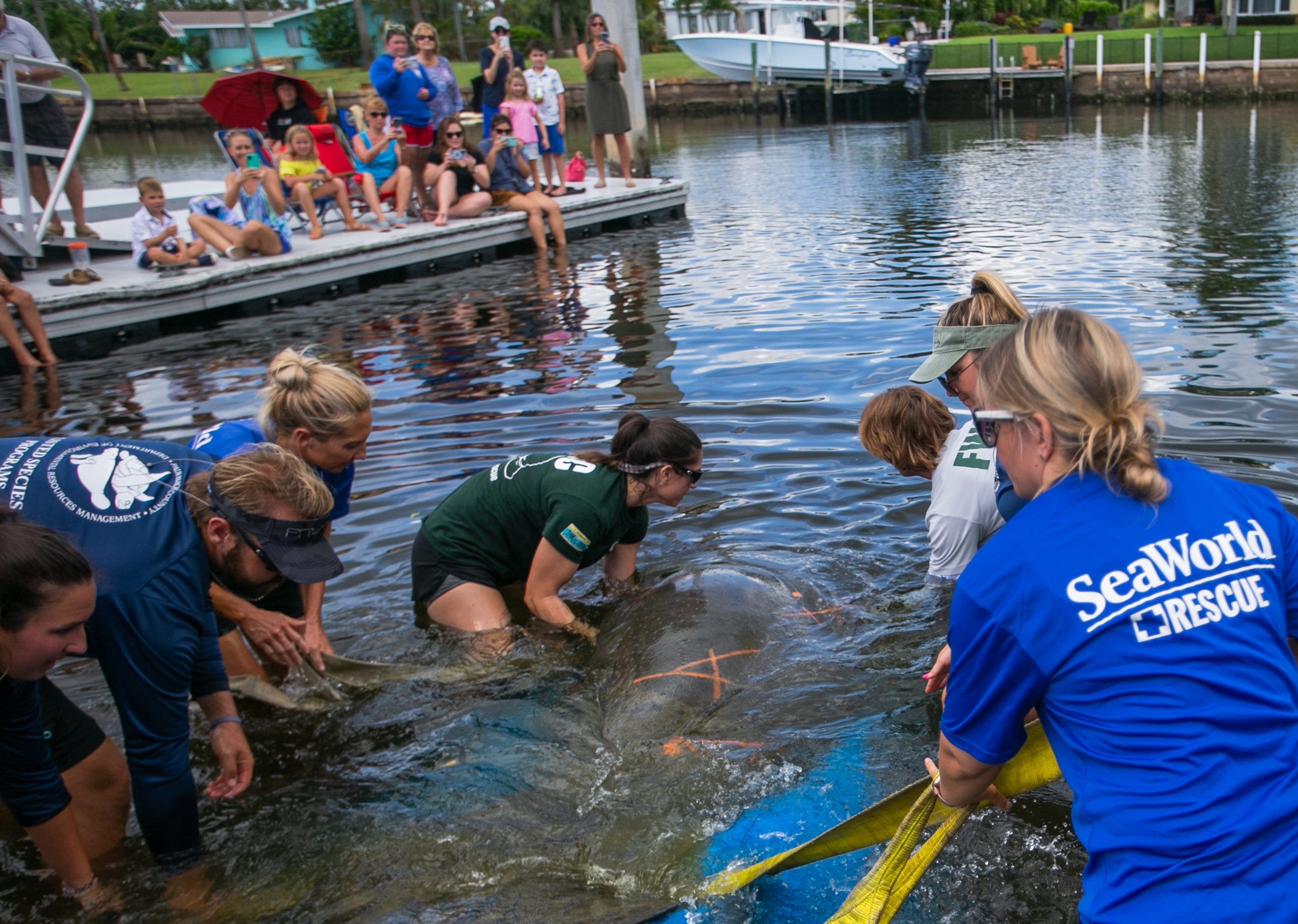 Python strangle an alligator in Florida Everglades at Big Cypress Park