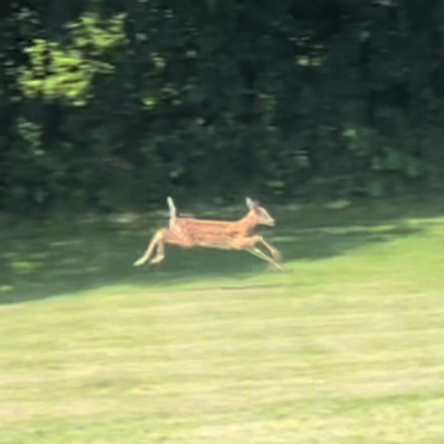 fawn running away