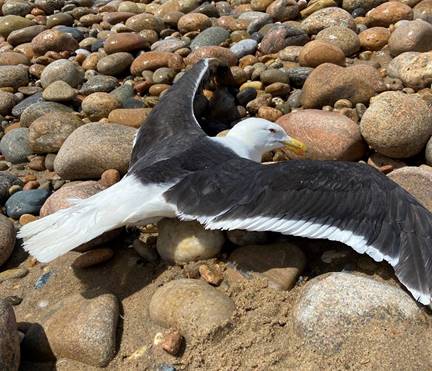 First case of avian influenza in RI confirmed sick gull South County