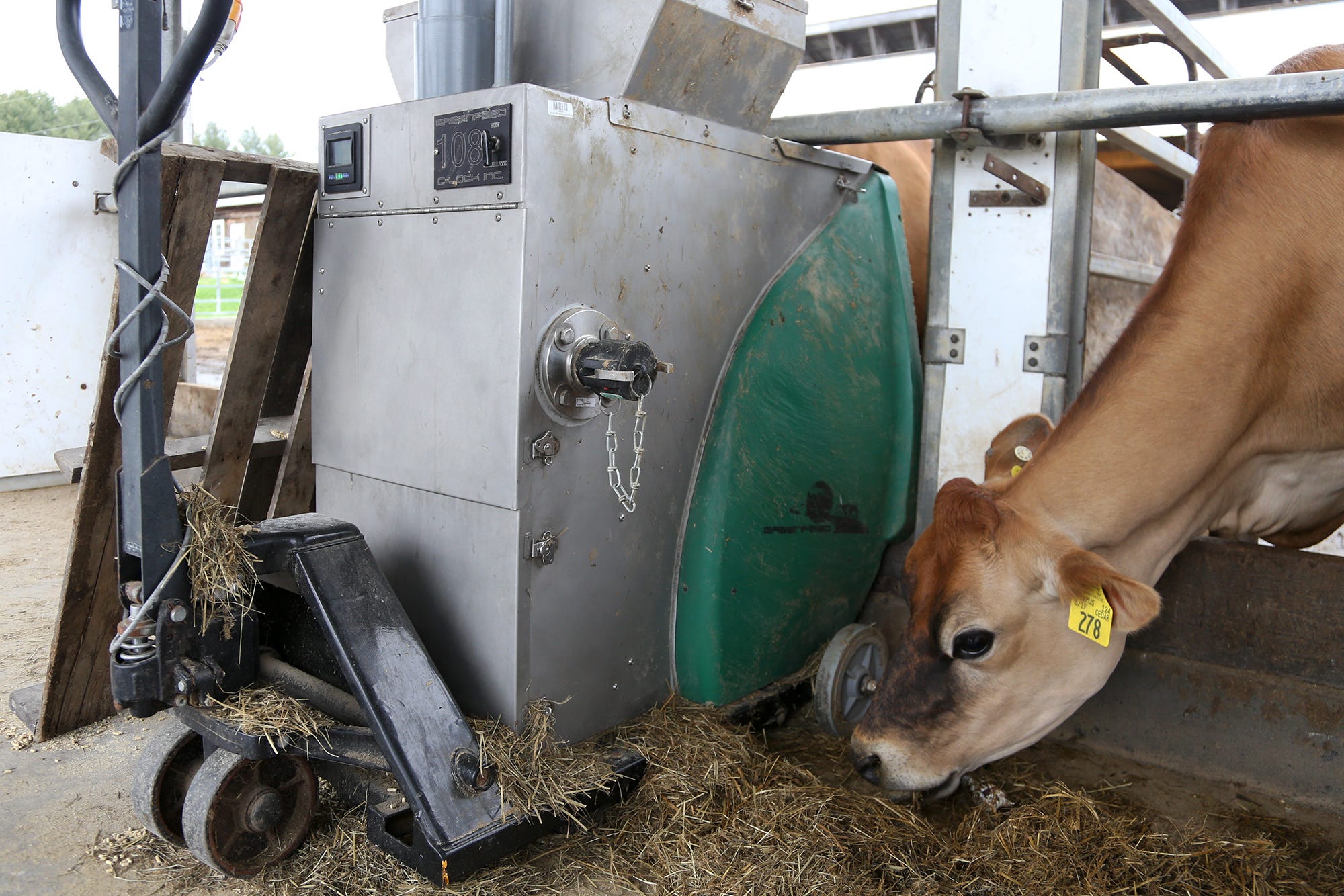 Researchers are using seaweed to reduce methane from cow burps