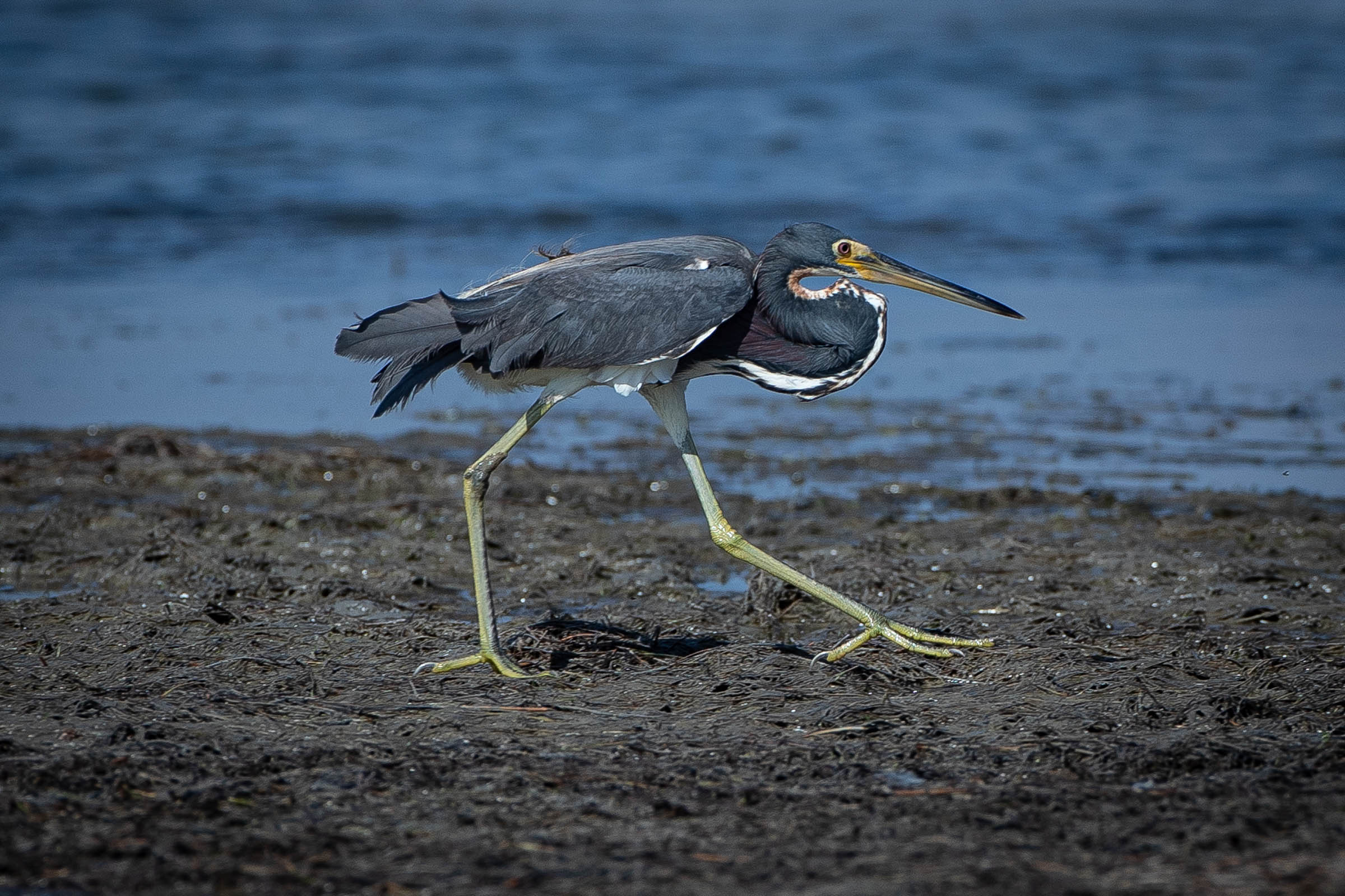 A dozen shorebirds to find in South Texas