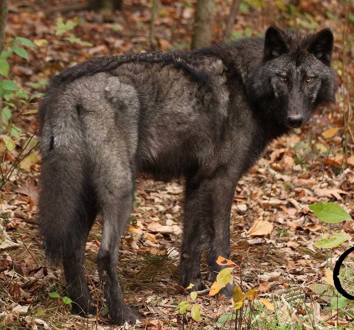 Wolf killed at Lakota Wolf Preserve by rattlesnake bite