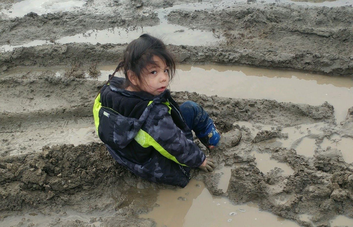 Wolves number about 175 after losses to poaching, other causes