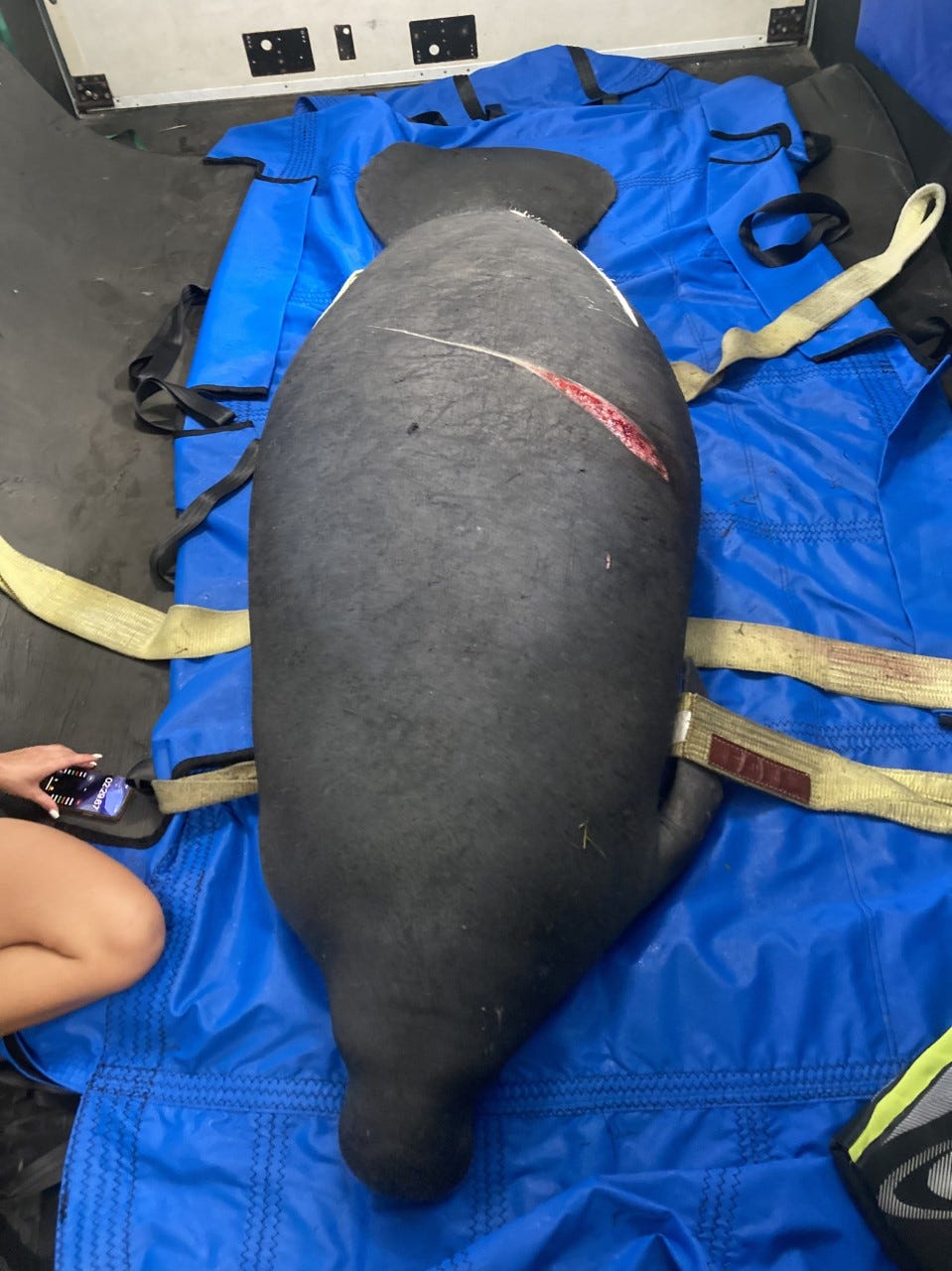 Manatee, injured by boat, rescued from Mosquito Lagoon