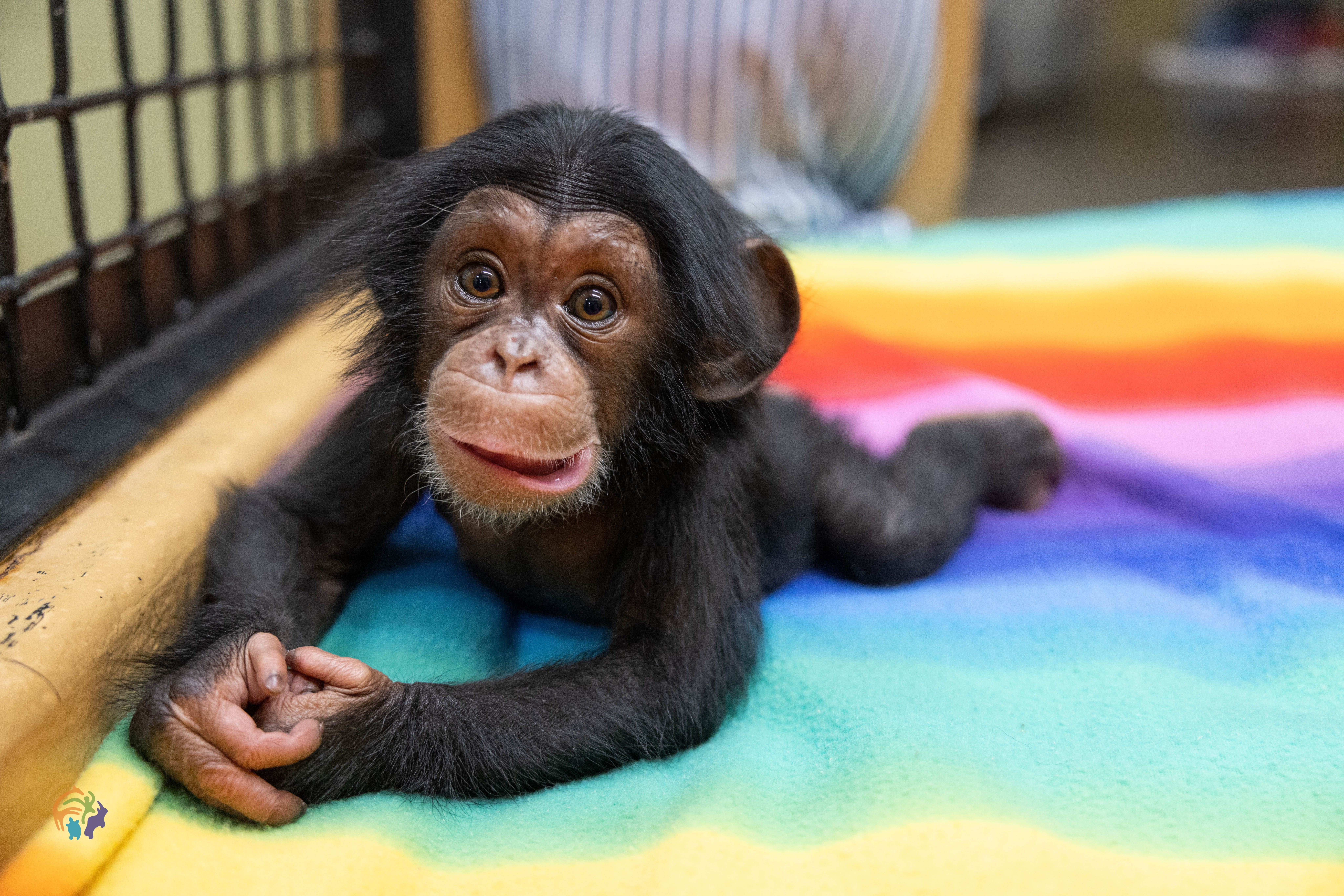 Zoo Knoxville: Baby chimp eases pain for staff after lion cub death