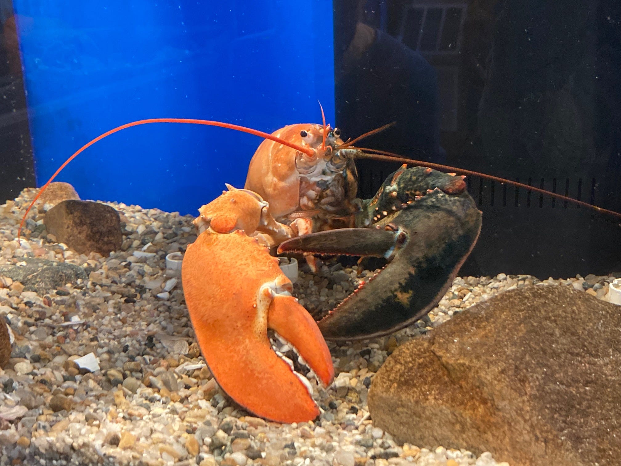 Cape Cod restaurants, markets hope to donate strange colored lobsters