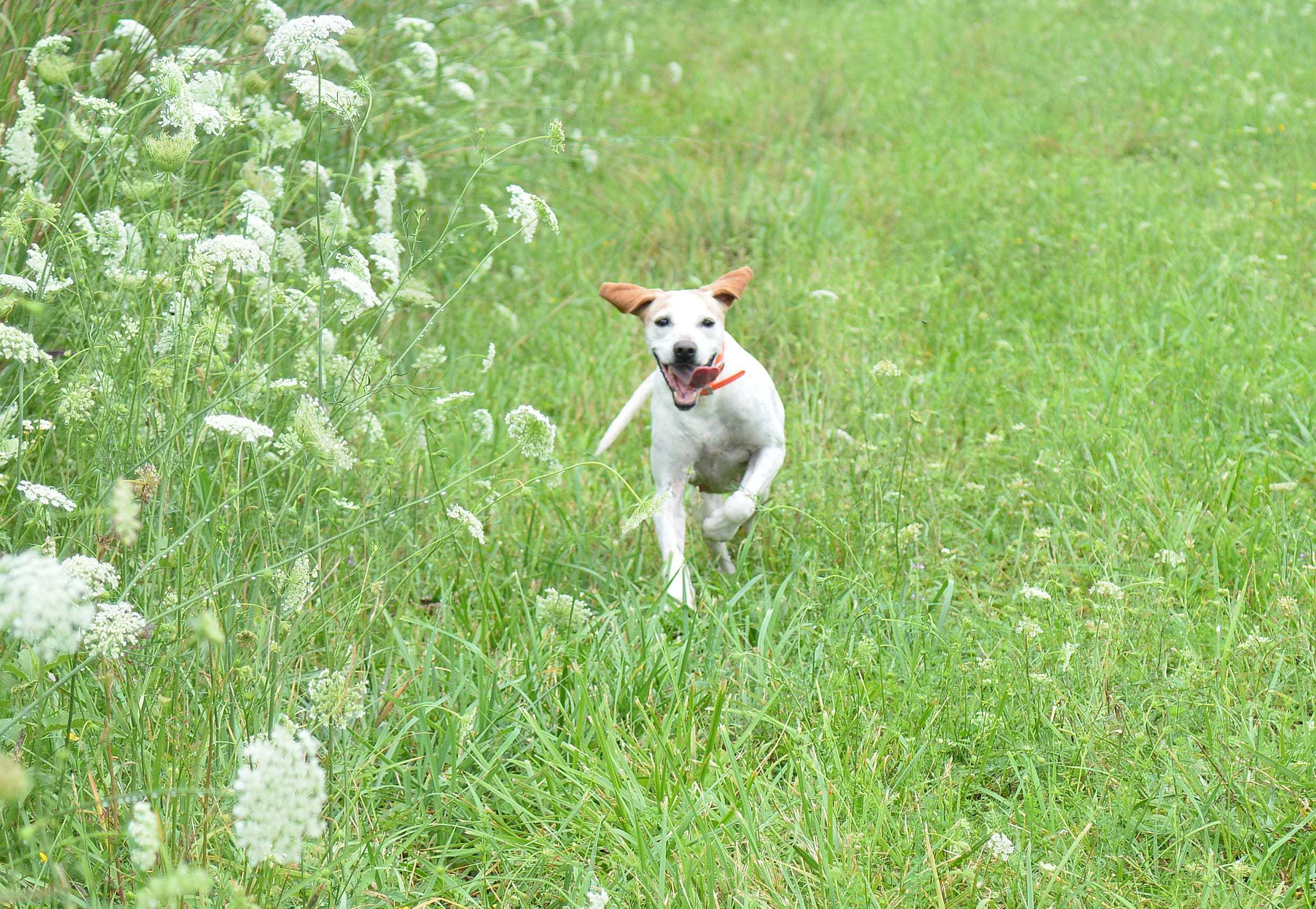 Hunting with bird dogs in PA: Here's what you need to know