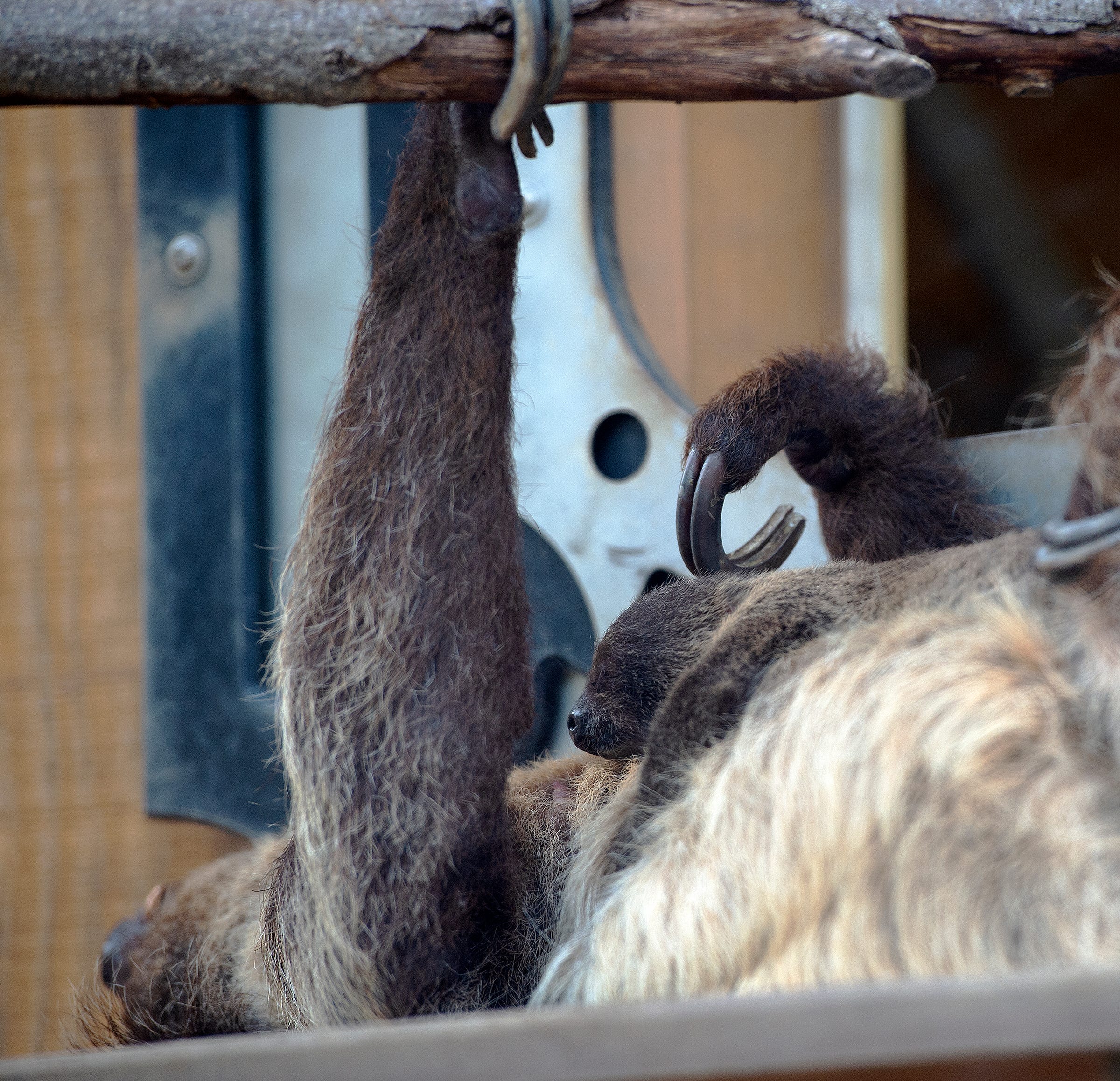Hattiesburg Zoo debuts baby boy sloth, outdoor enclosure for sloths