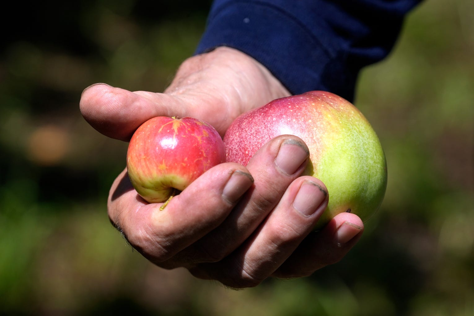 Rhode Island apple crop will be diminished by drought, farmers say