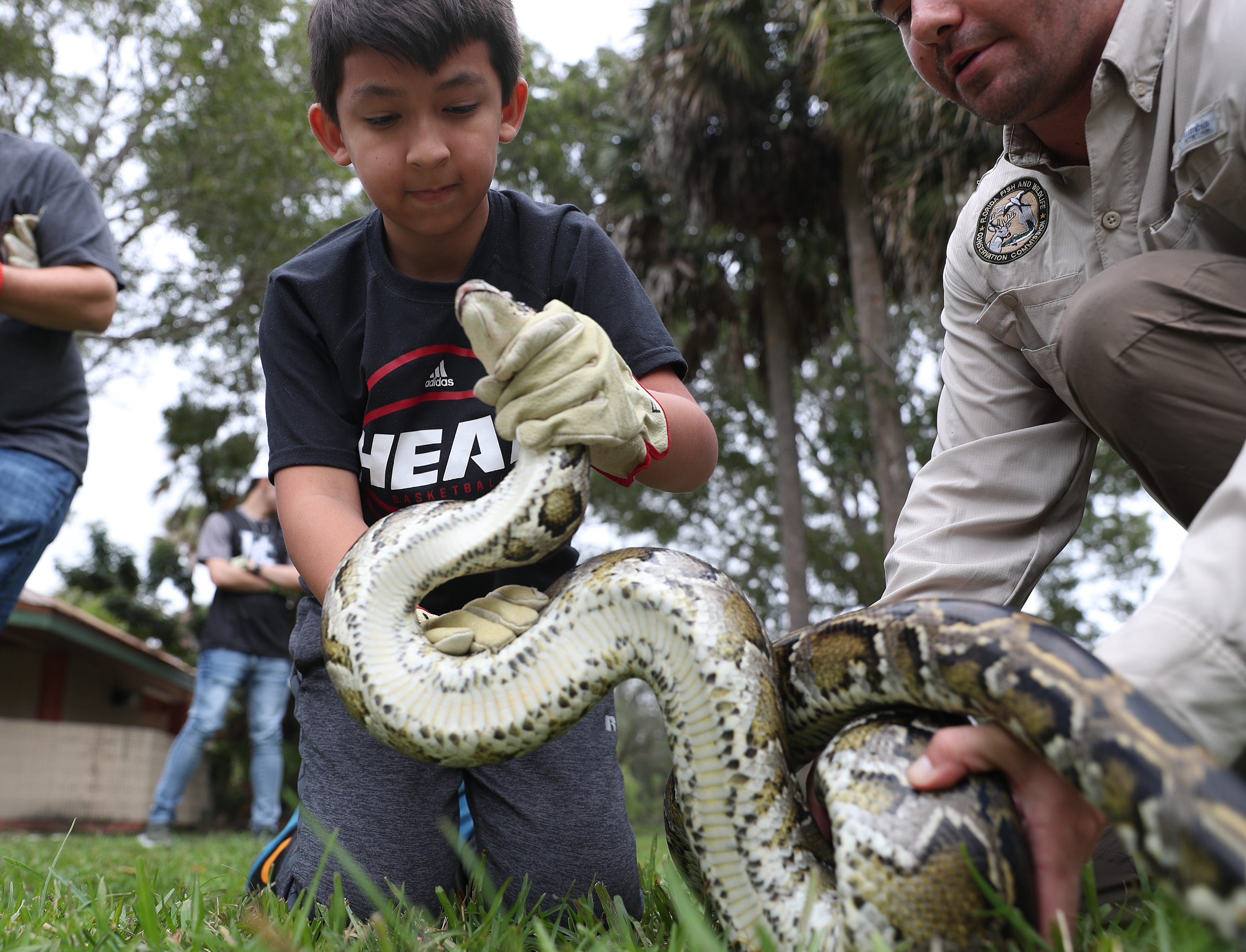Florida Python Challenge: A fight to curb Everglades' invasive snakes