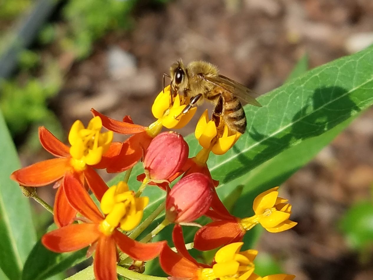 Bees pollinate plants that provide a third of our food supply
