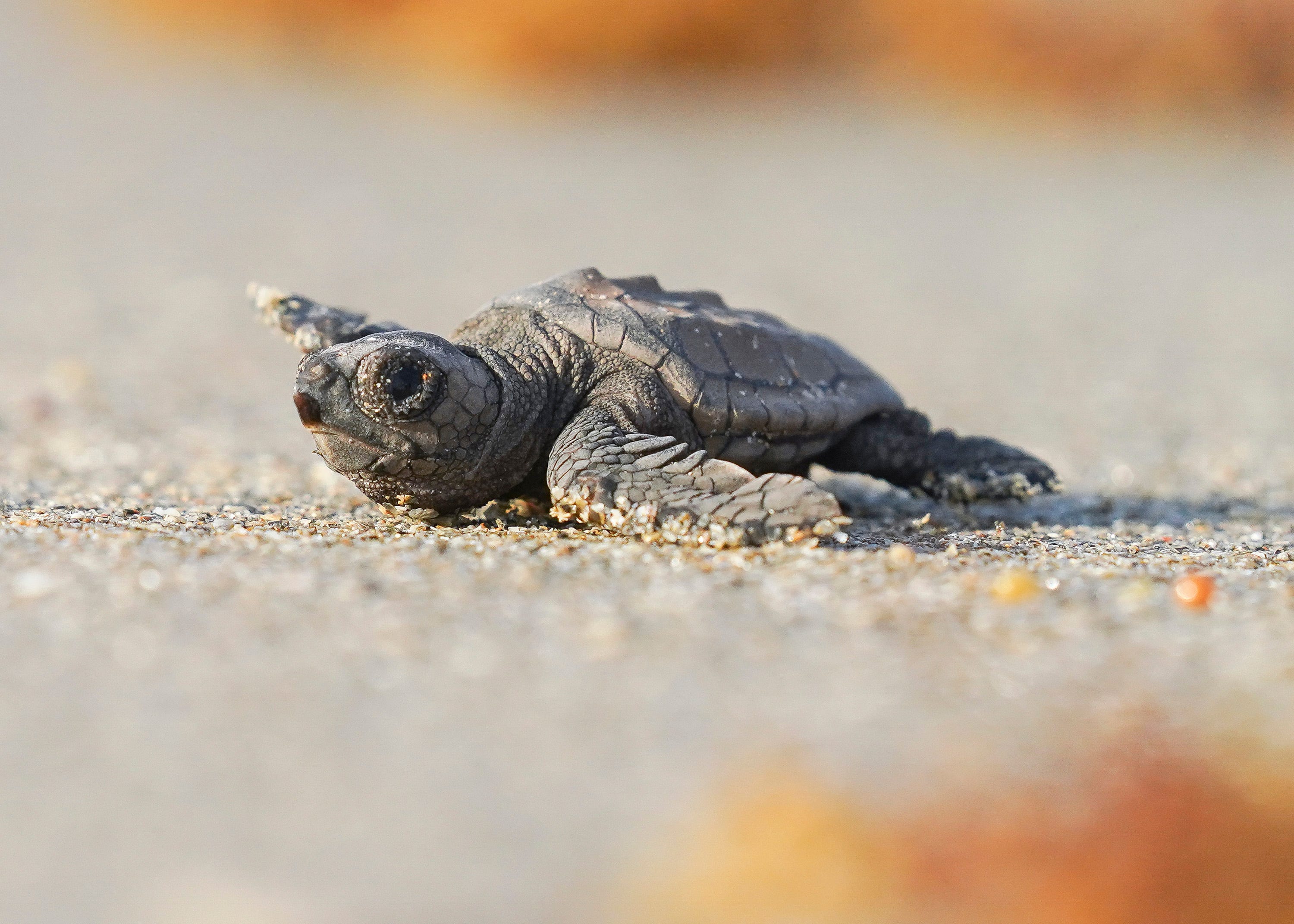 How Hurricane Nicole affected 2022 Florida sea turtle nesting season