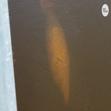 Fish with 'human-like face' spotted swimming in lake