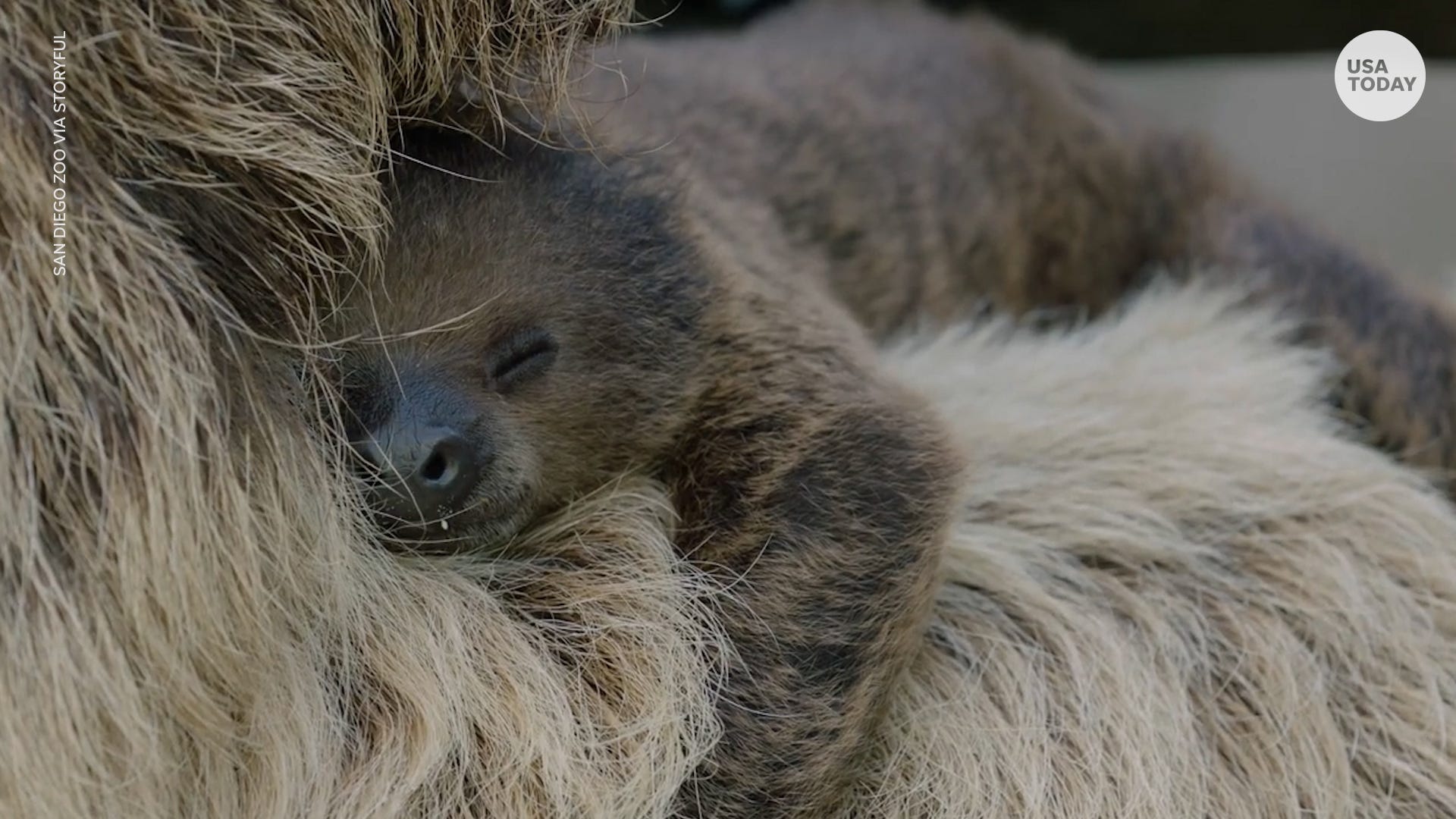Adorable baby sloth born at San Diego Zoo caught snuggling up with mom
