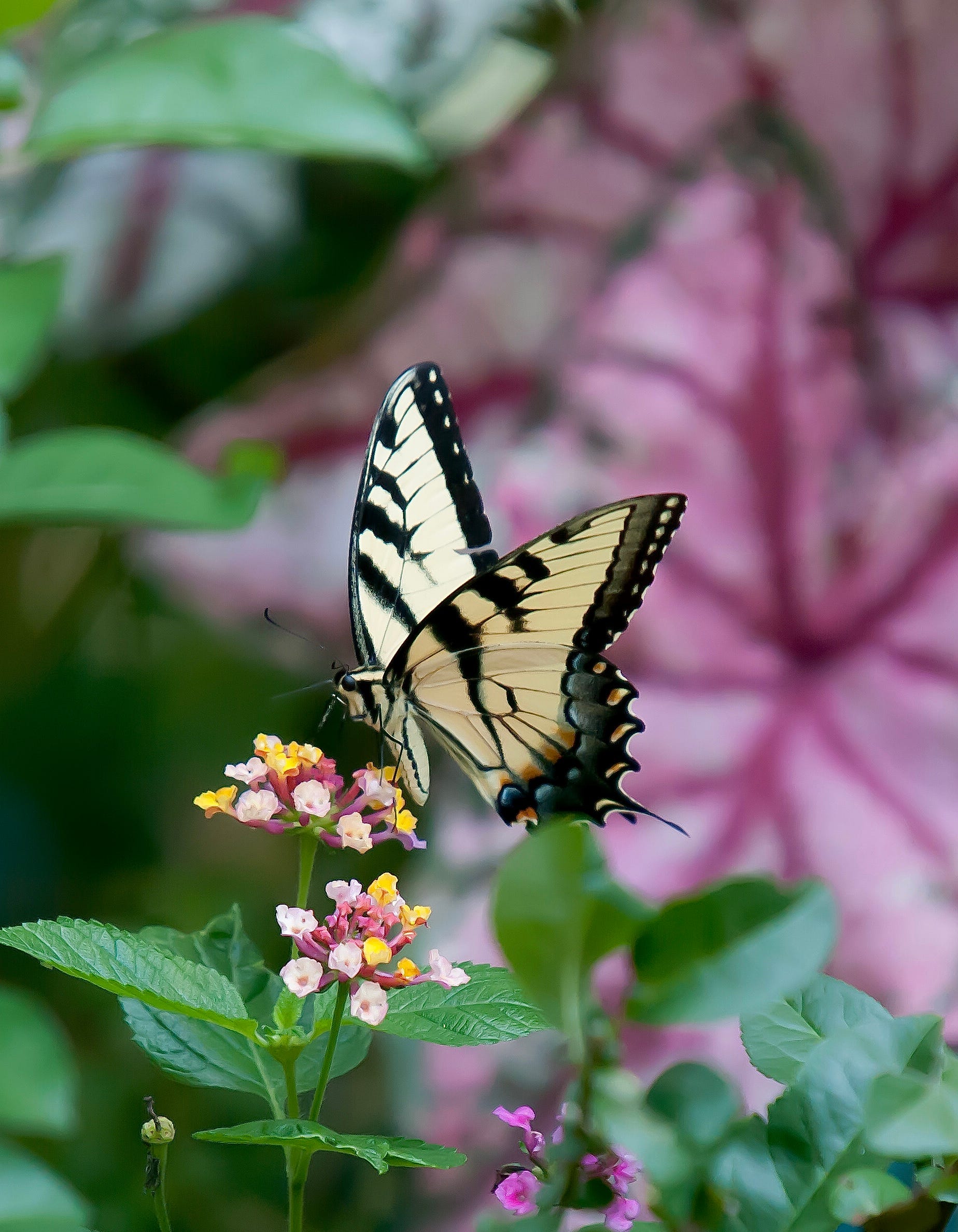 Western Tiger Swallowtail Butterfly