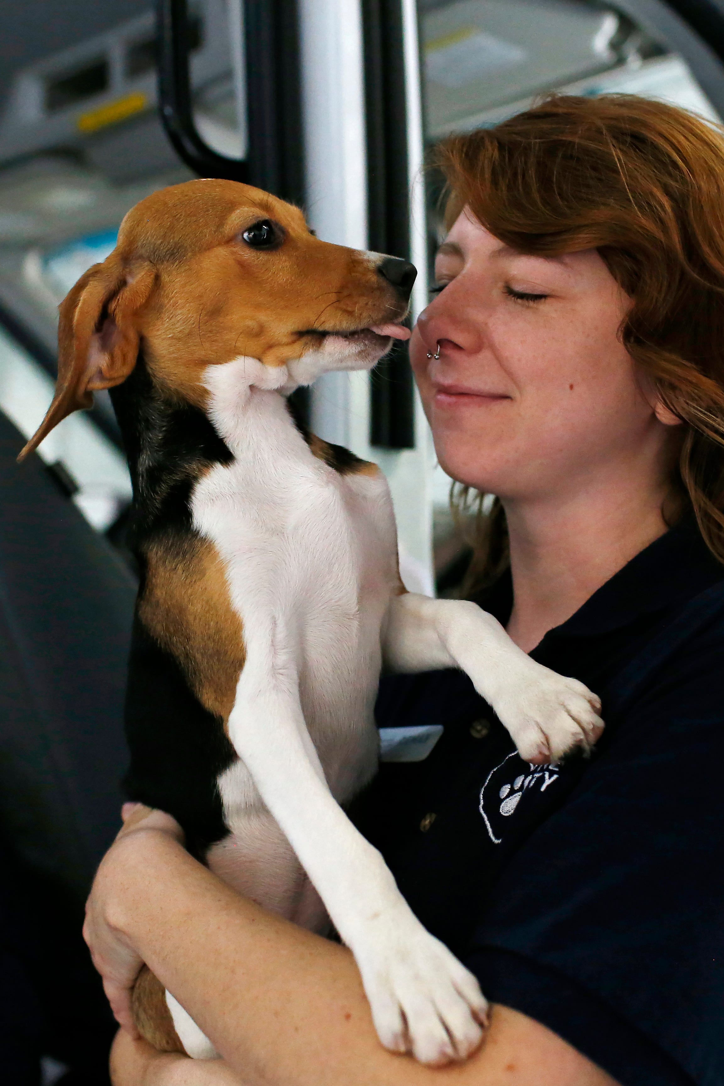 Beagles rescued from breeding facility arrive at Athens Humane Society
