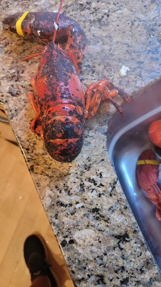 Lobster shell disease in Gulf of Maine. Climate change a possible cause