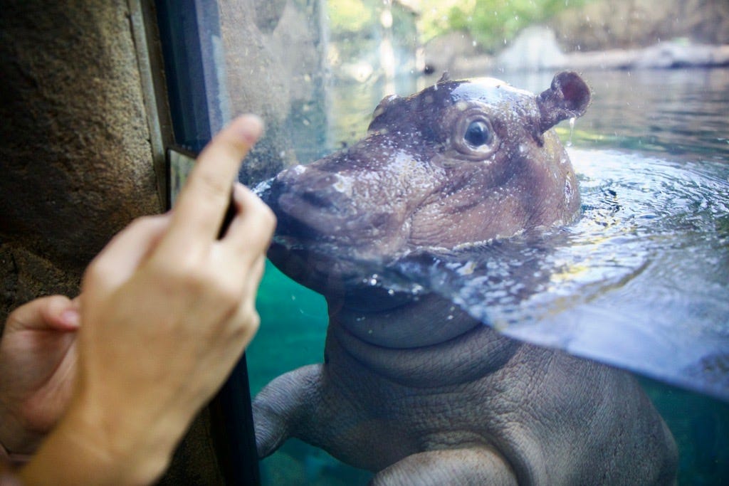 Fritz the hippo makes his public debut at the Cincinnati Zoo