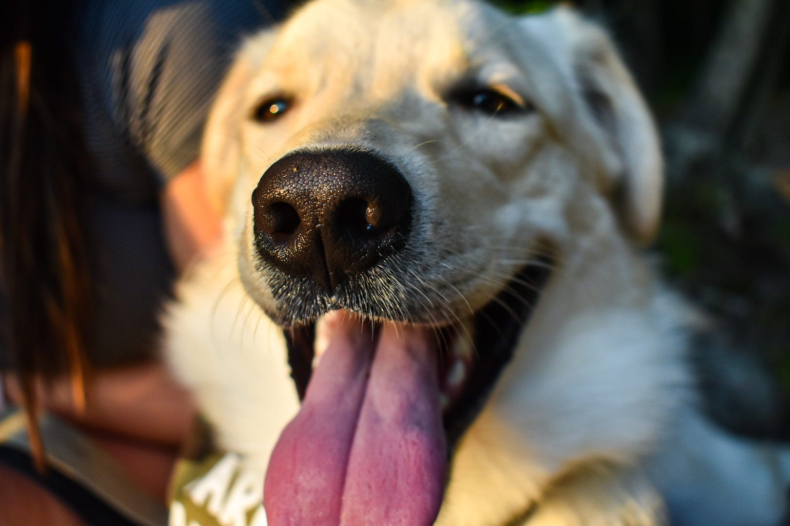 What is the most-searched dog breed in Ohio? Here's a look