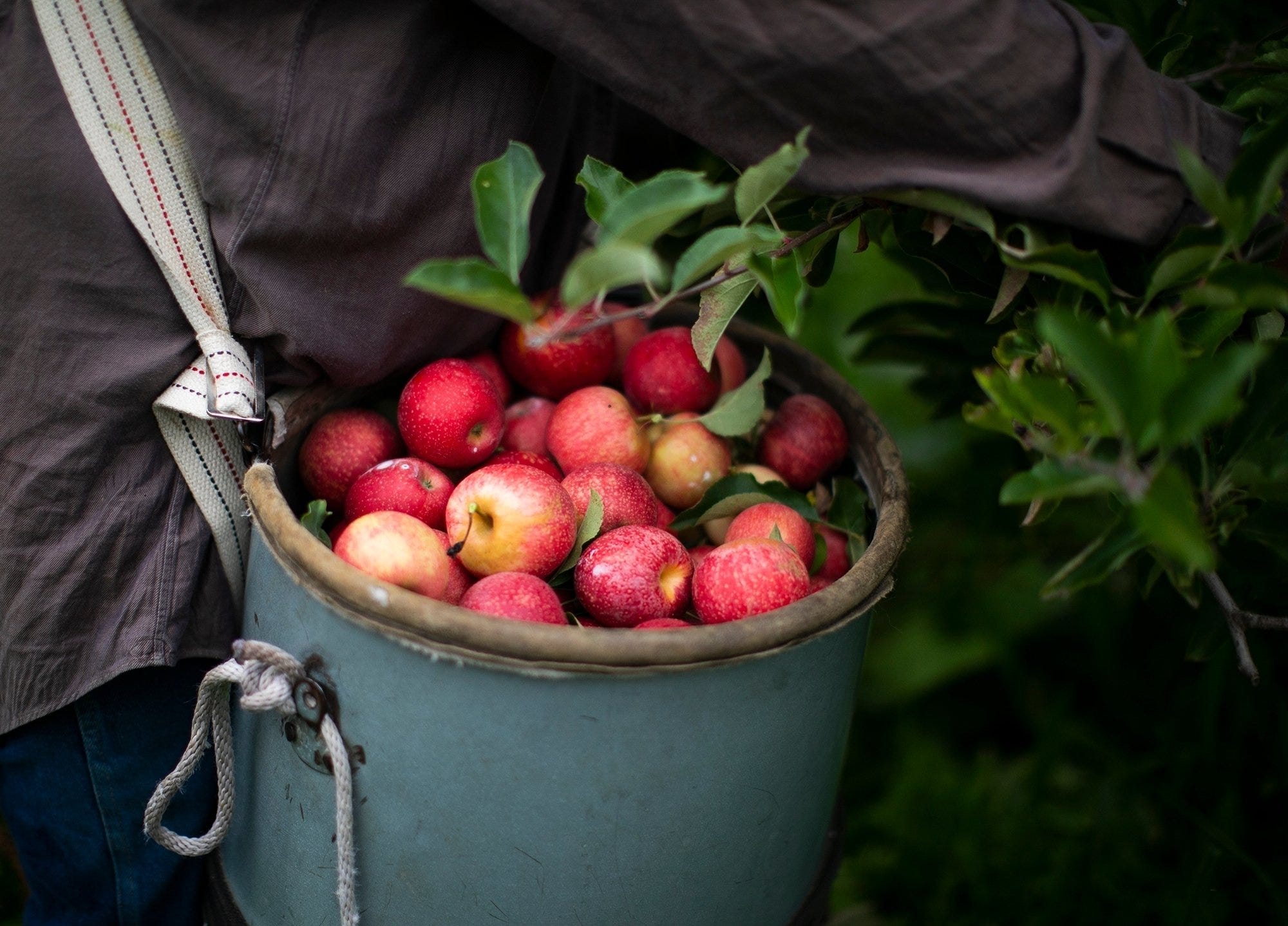 Apple picking in Columbus: Ohio orchards, farms open for 2022 season