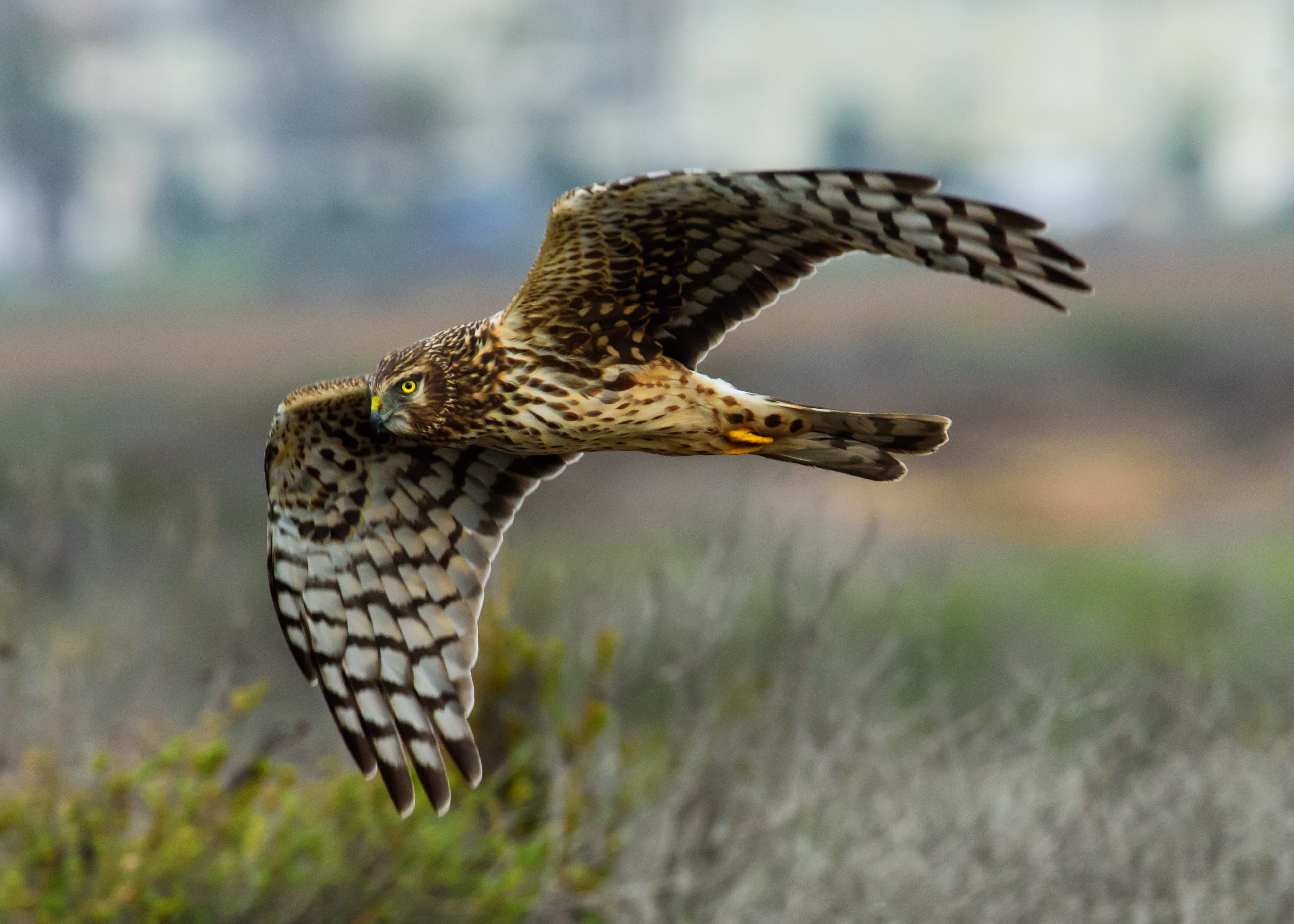 Bristol's Audubon Society of Rhode Island hosts 2022 Raptor Weekend