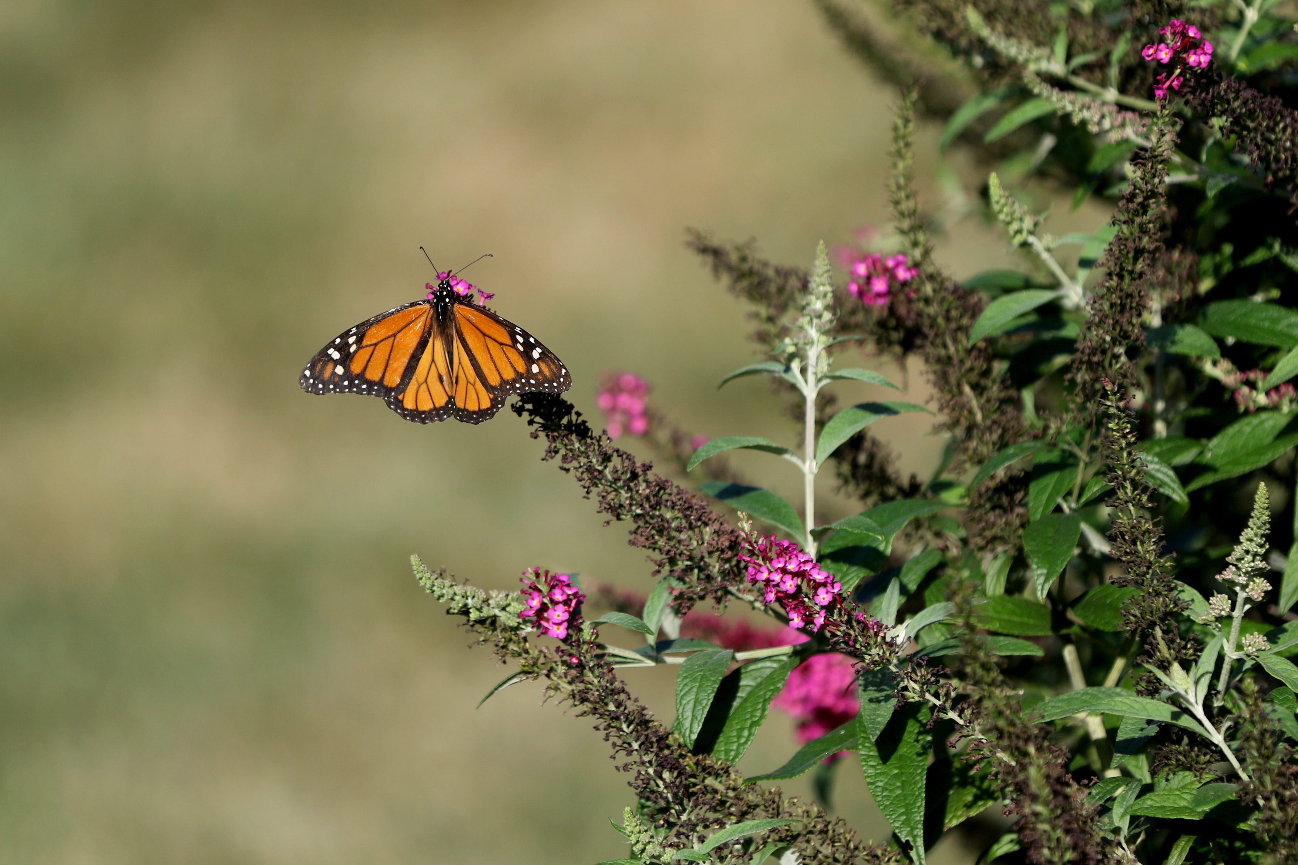 Wayne NJ family raises, releases monarch butterflies from backyard