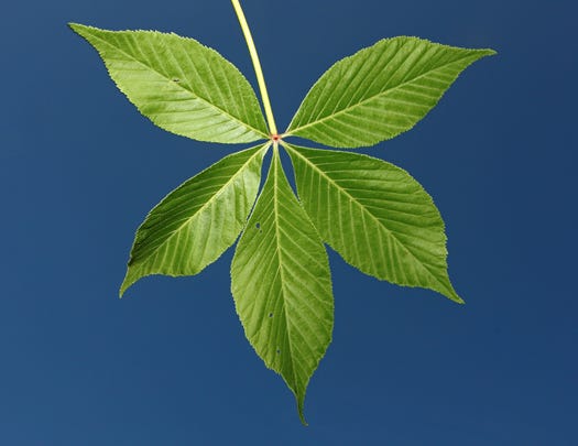 Seven things to know about growing an Ohio buckeye tree