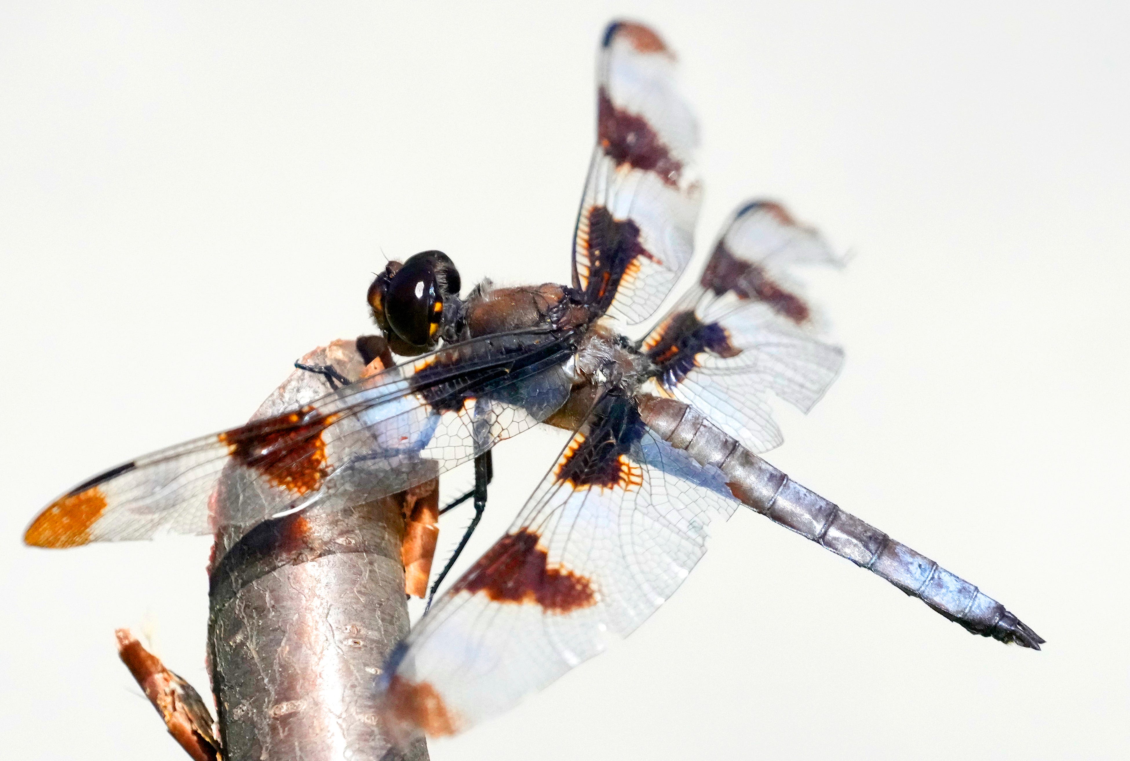 Dragonflies gather in masses across Wisconsin during migration
