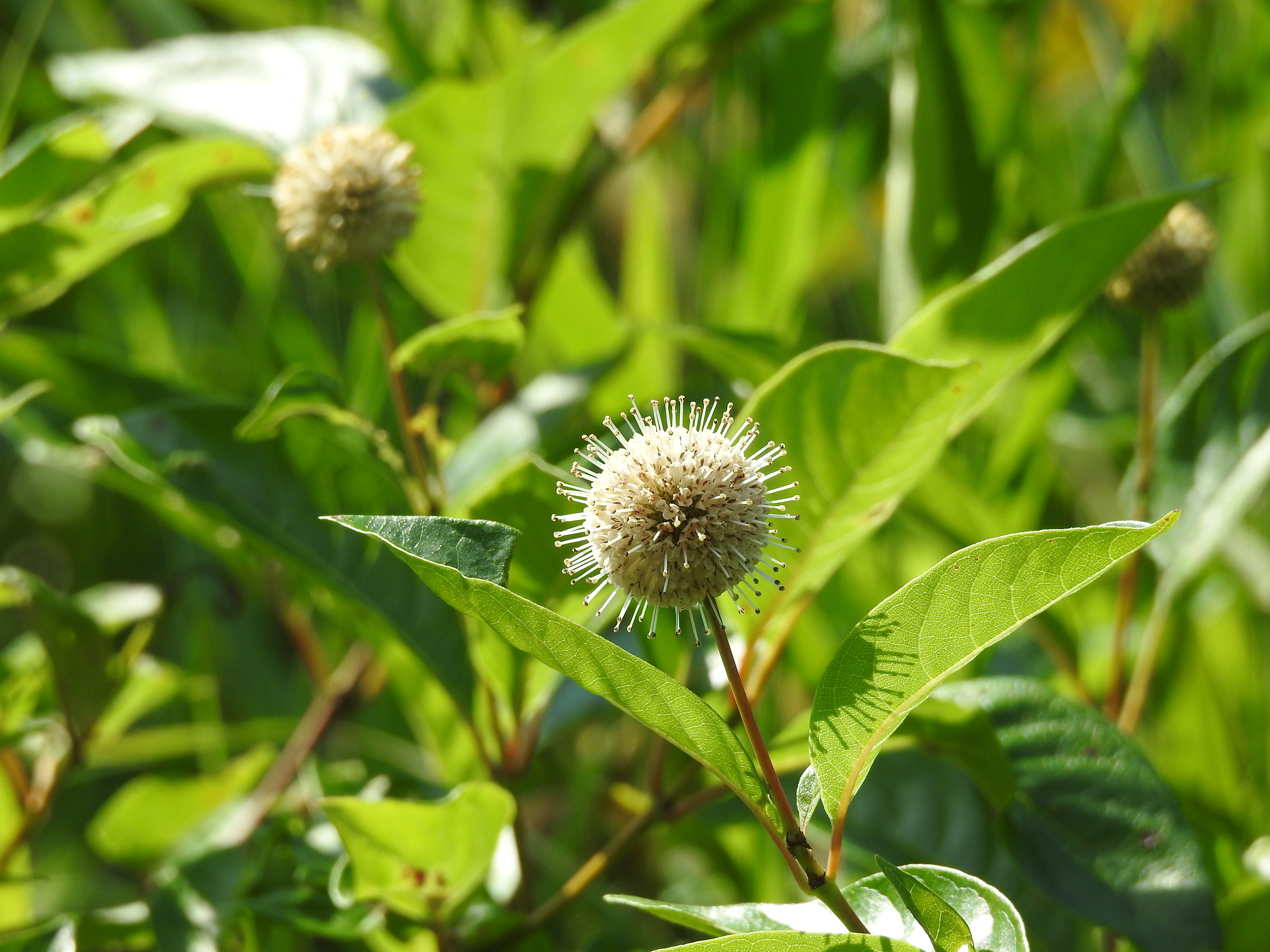 Buttonbush, a native wetlands shrub, benefits pollinators, wildlife