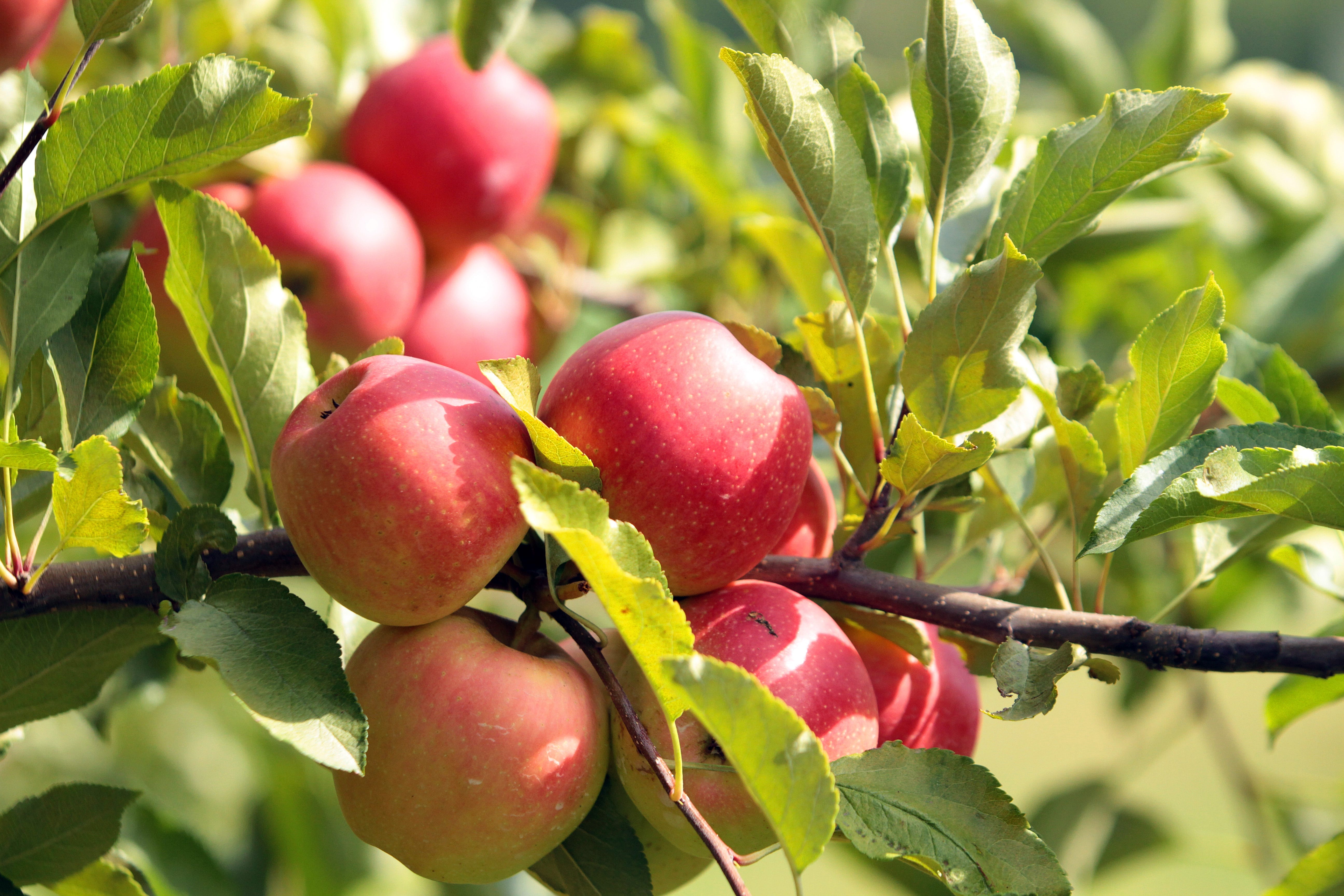 13 Rhode Island farms to pick your own apples