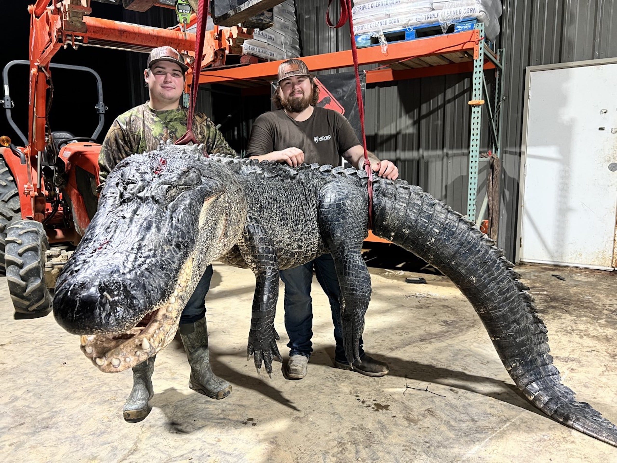 Hunters use pliers and creativity to land 13-foot, 615-pound alligator