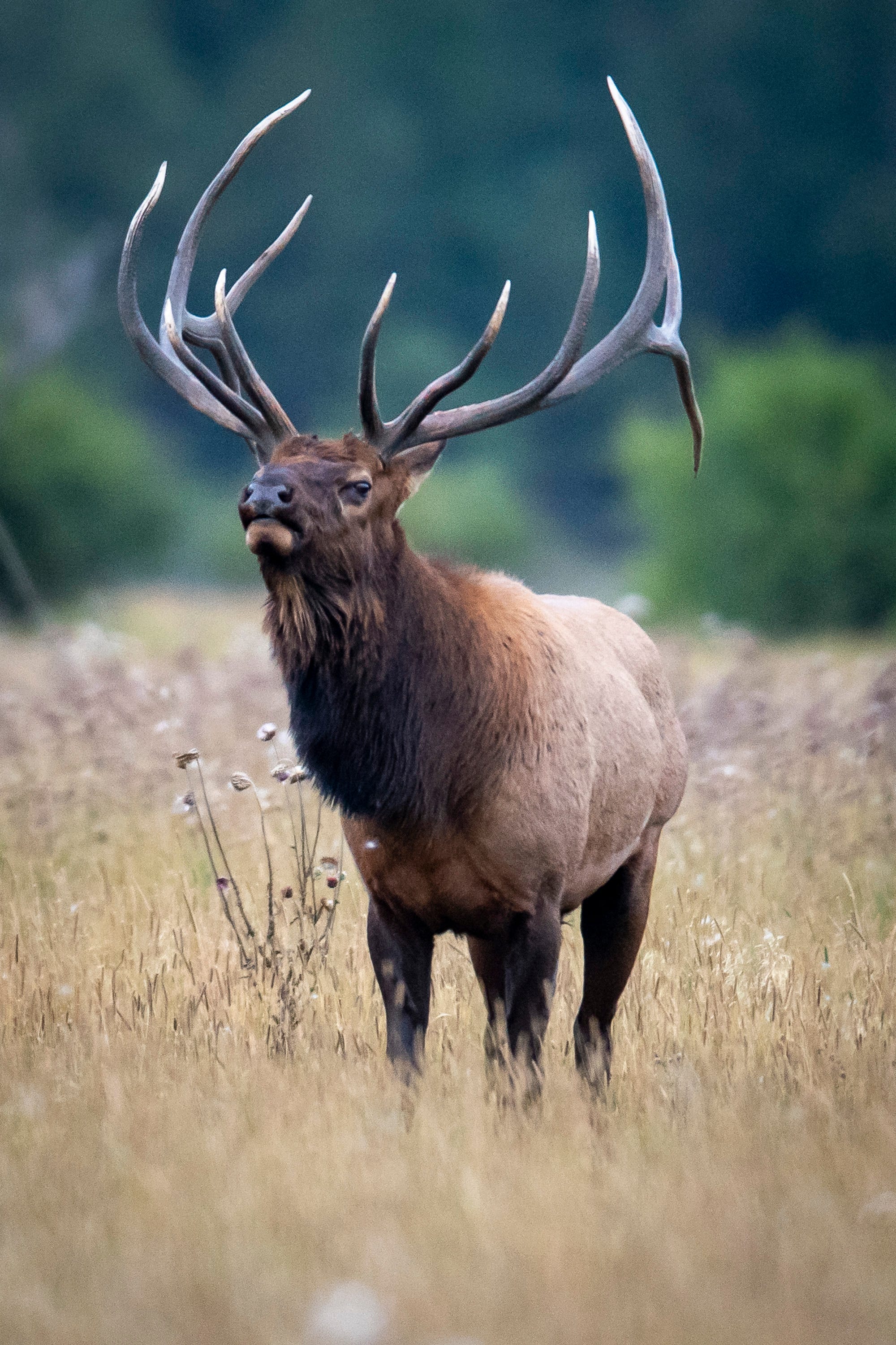 How to watch elk bugling in Rocky Mountain National Park in 2022
