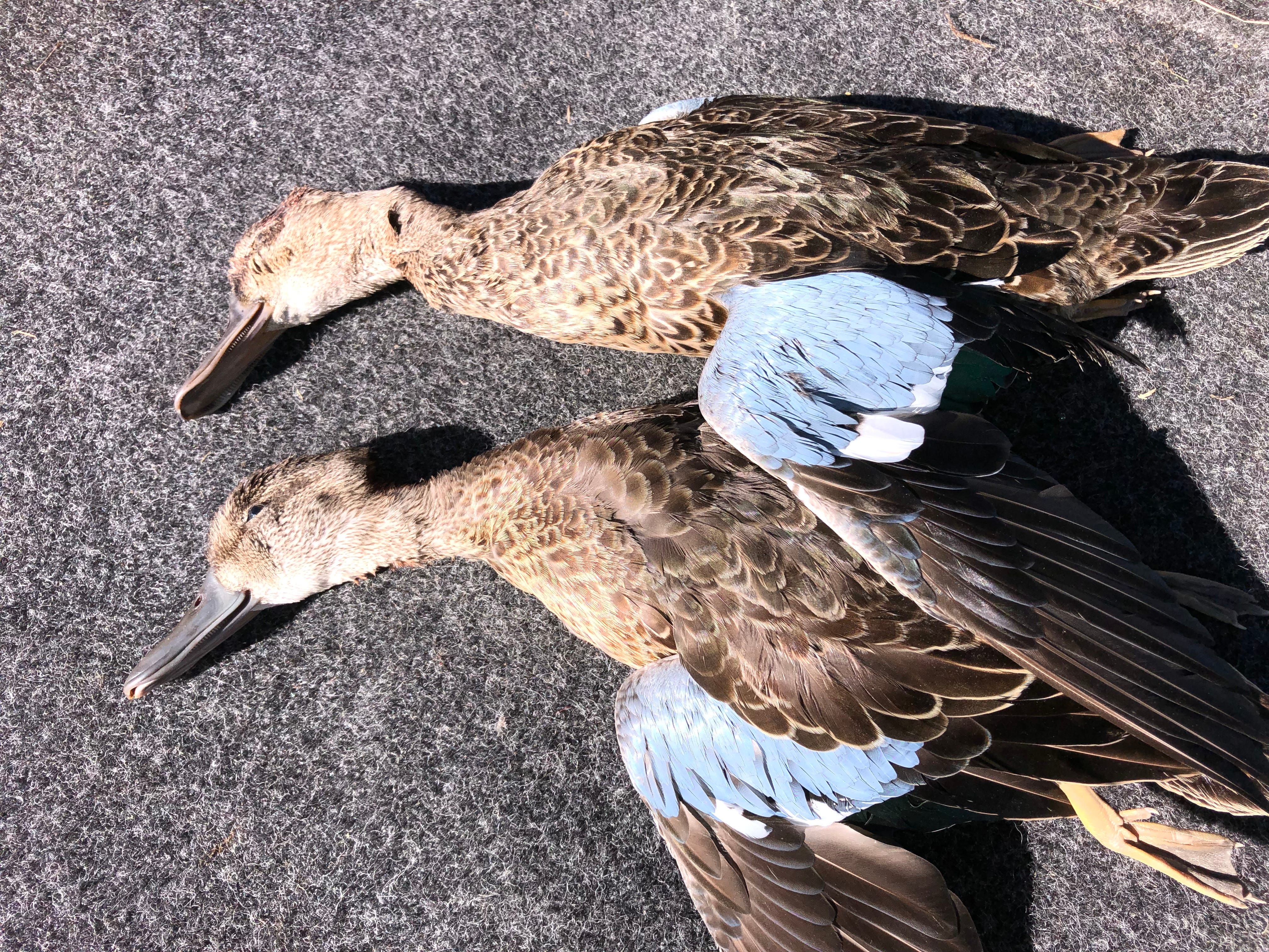 Minnesota's experimental teal duck hunting season: Carlson